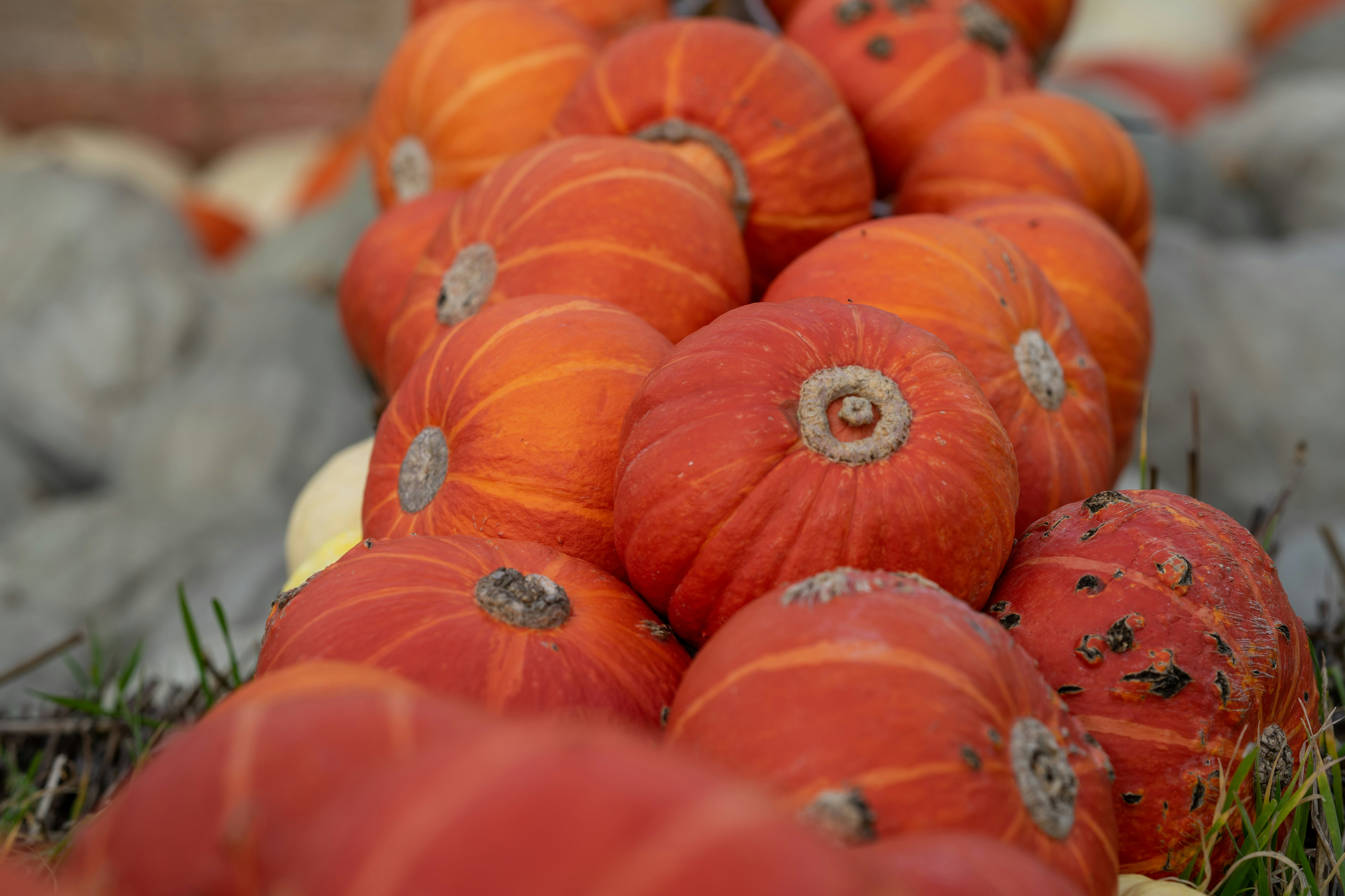 Imagen gratuita Calabazas en Unsplash