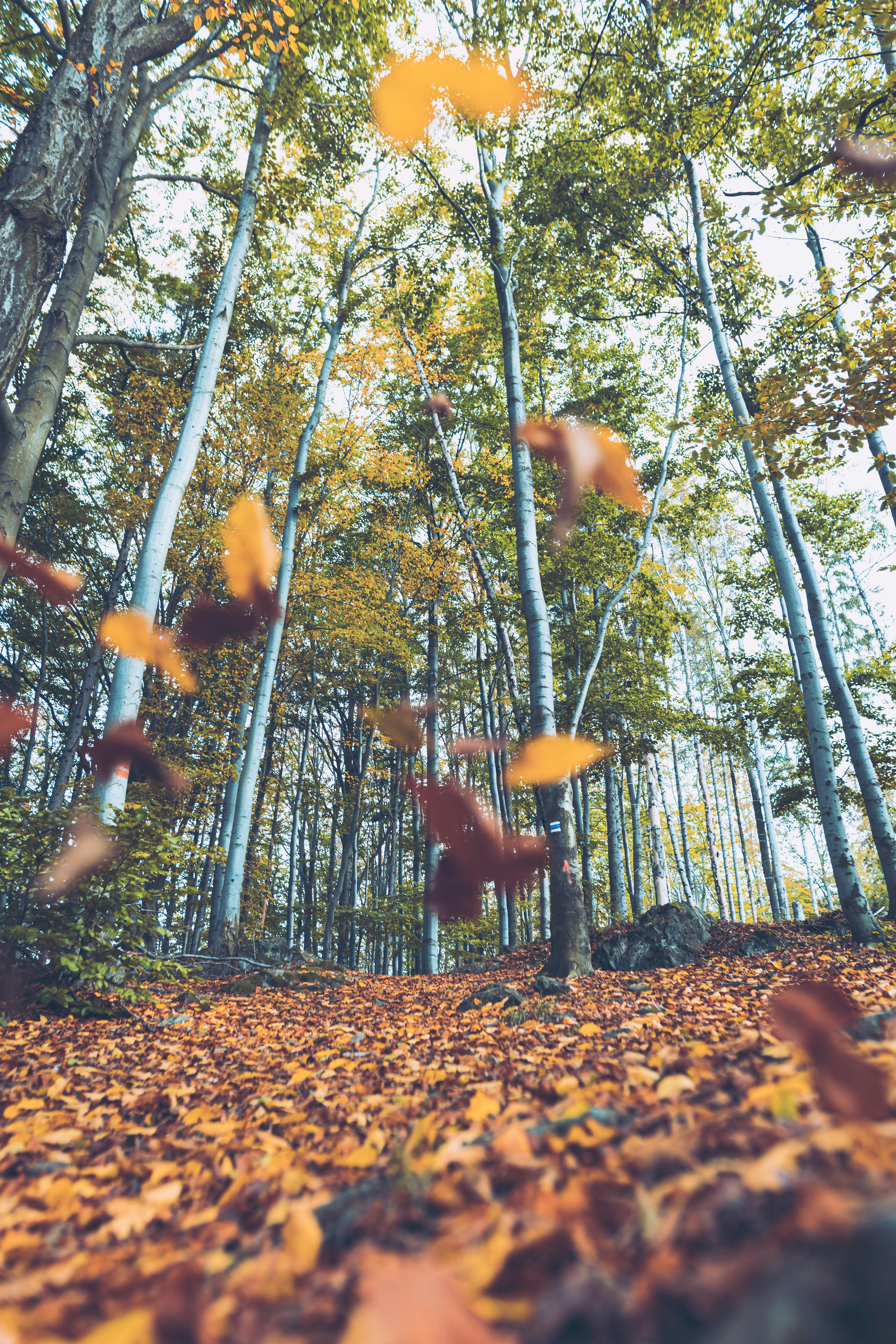 Birch Alley in Autumn: A Leaf-Laden Trail Through Slender Trunks