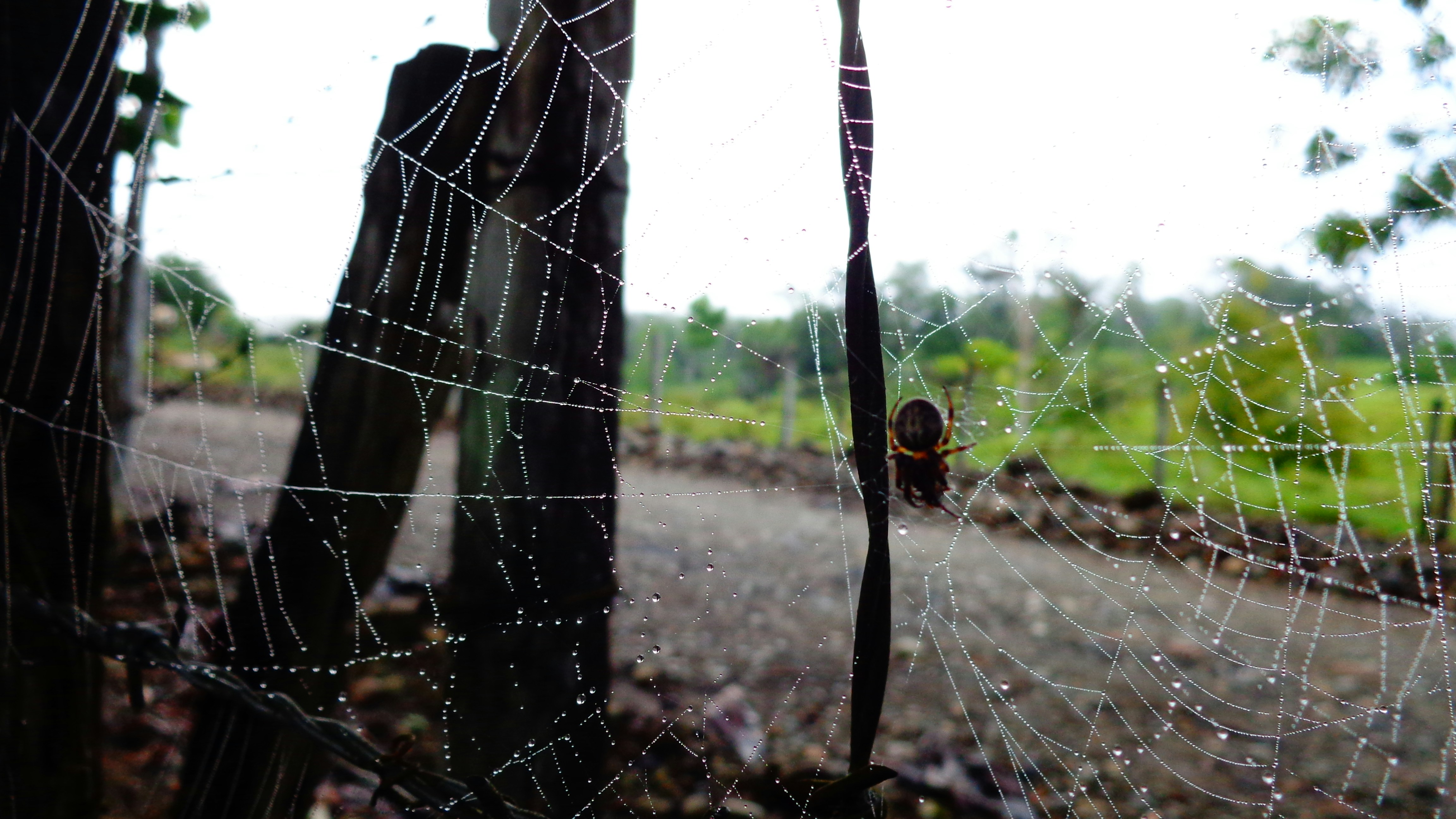 Dew-Laced Spider Silk Framing a Quiet Morning