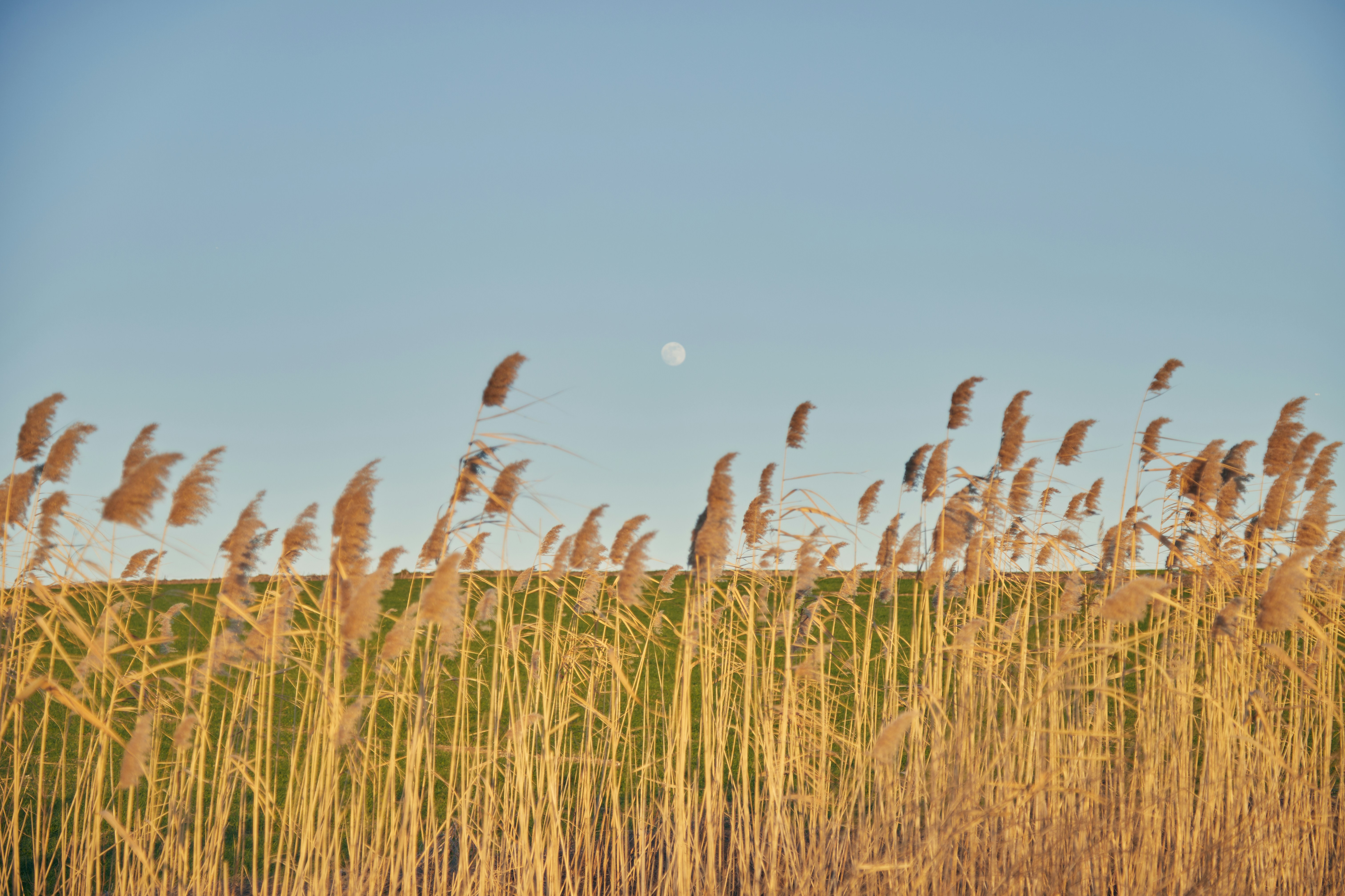 Lammas | 9 best free lamma, plant, grey and animal photos on Unsplash