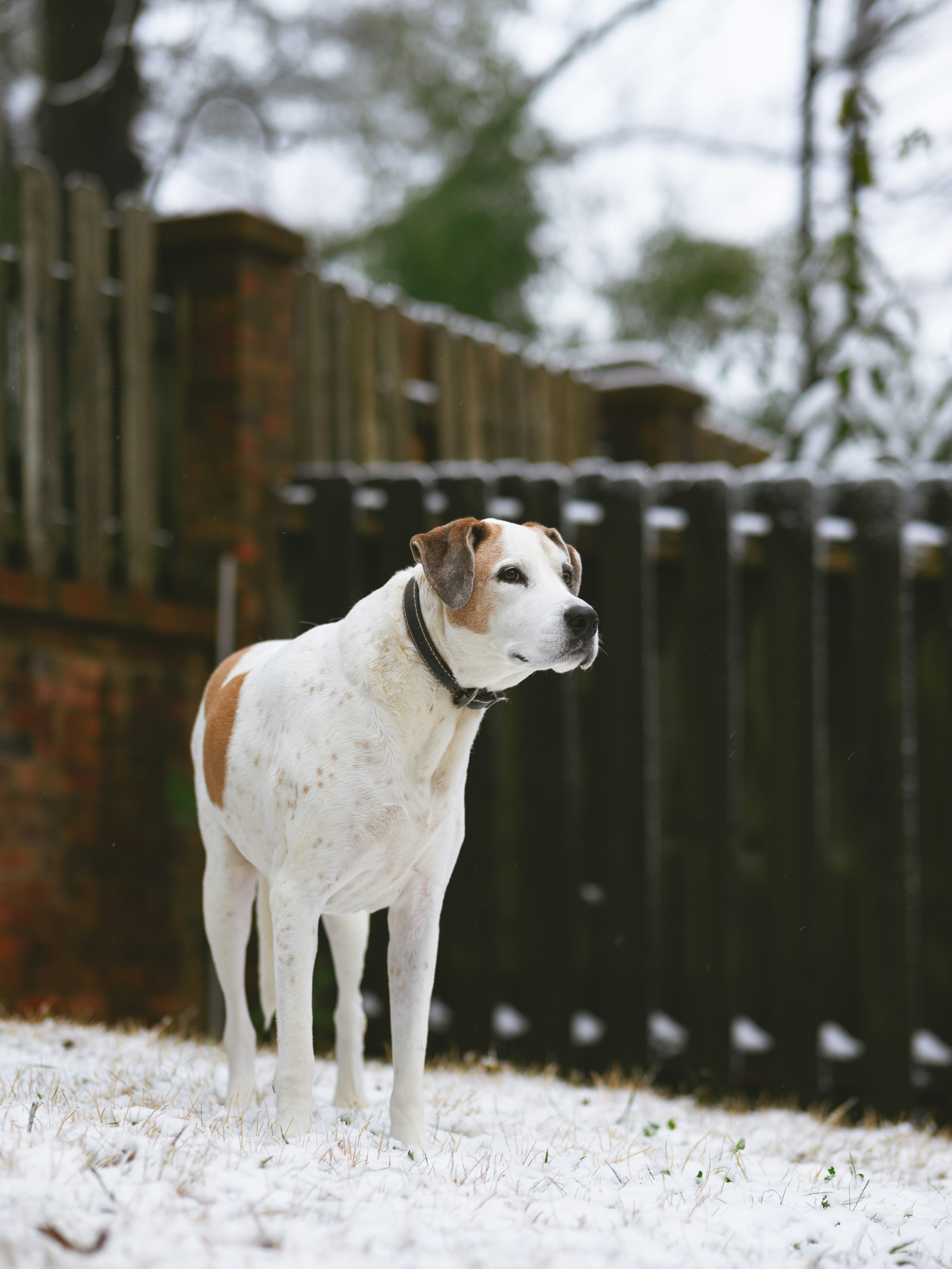 A dog stands alert in a snowy yard, surrounded by a rustic wooden fence. The scene captures the essence of winter's tranquility.