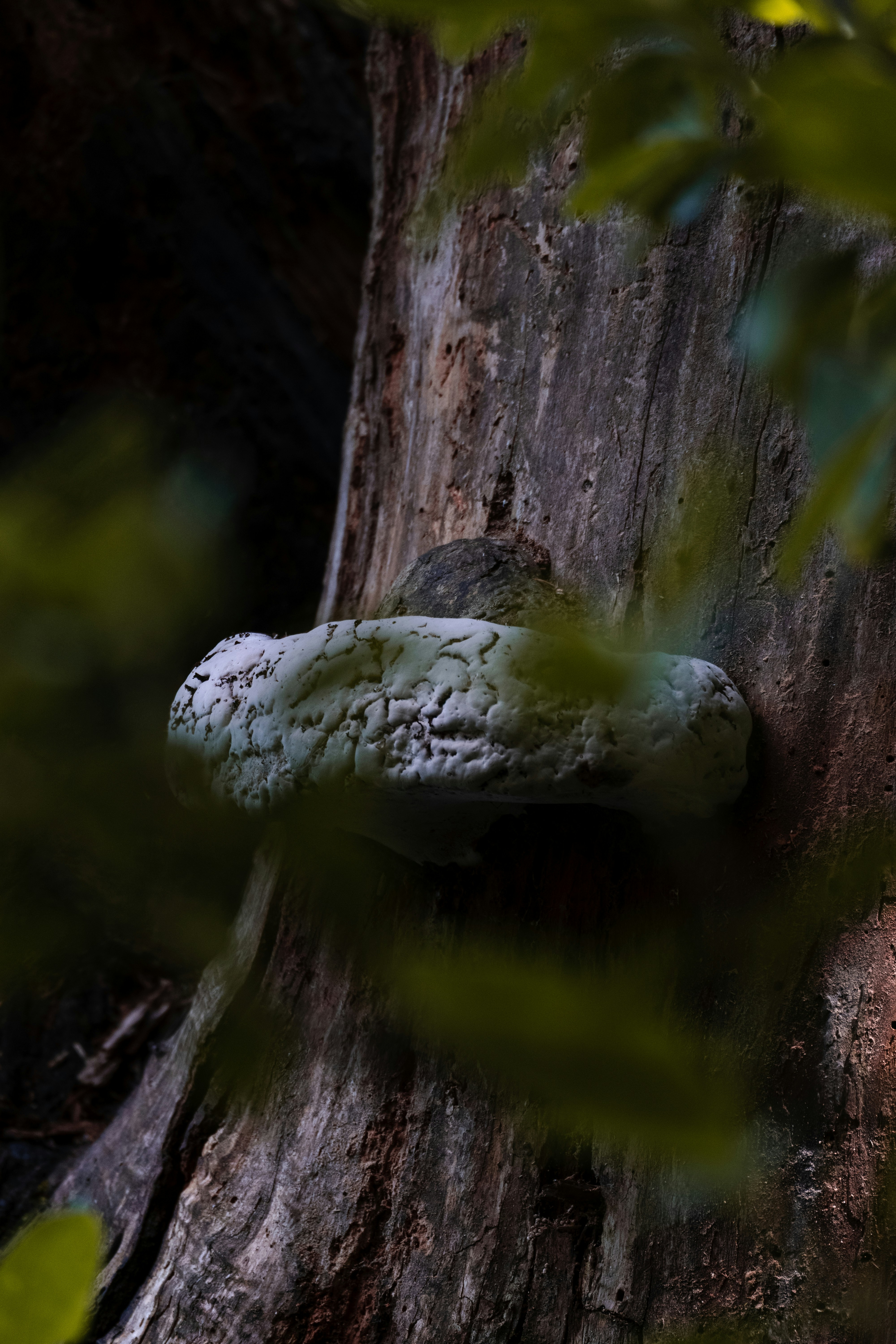 Lichenously Cropped Bracket: A Tranquil Fungus Cling to Weathered Bark