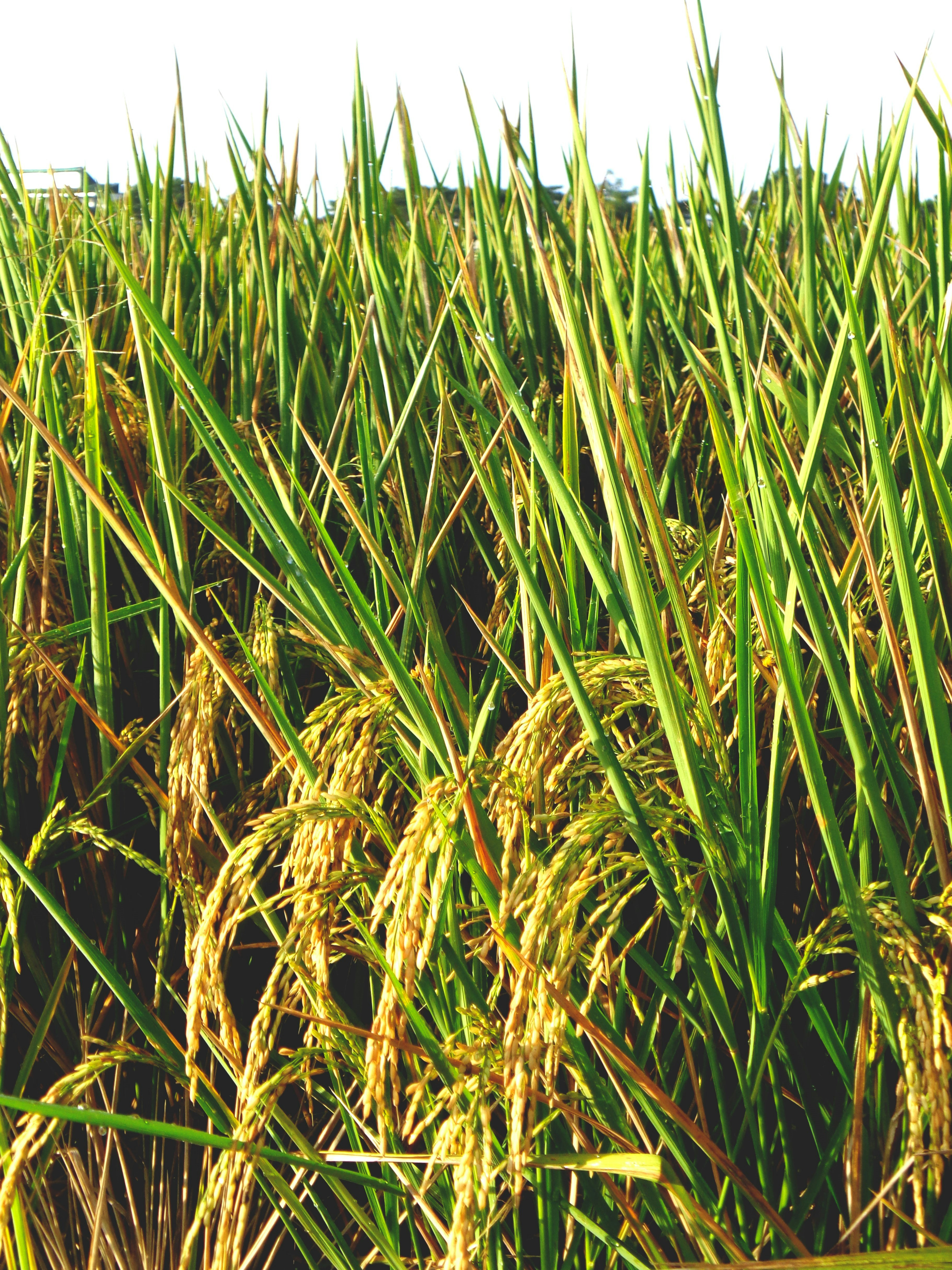 Close-up of lush rice plants in varying stages of ripeness, showcasing the golden grains ready for harvest. The vibrant green leaves contrast beautifully with the warm tones of the rice.