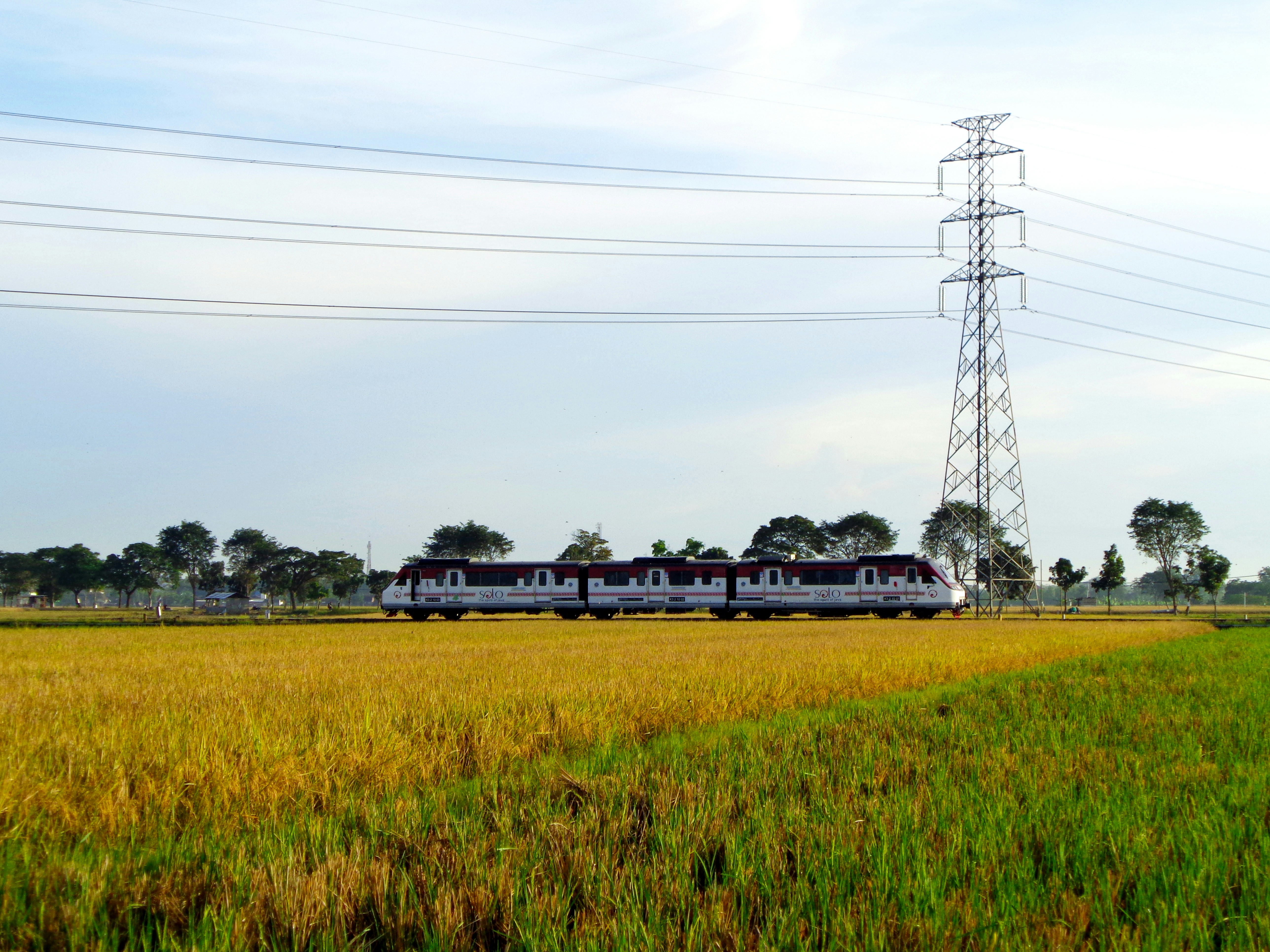 Train traversing through lush, golden rice fields under a clear sky, with power lines in the background.