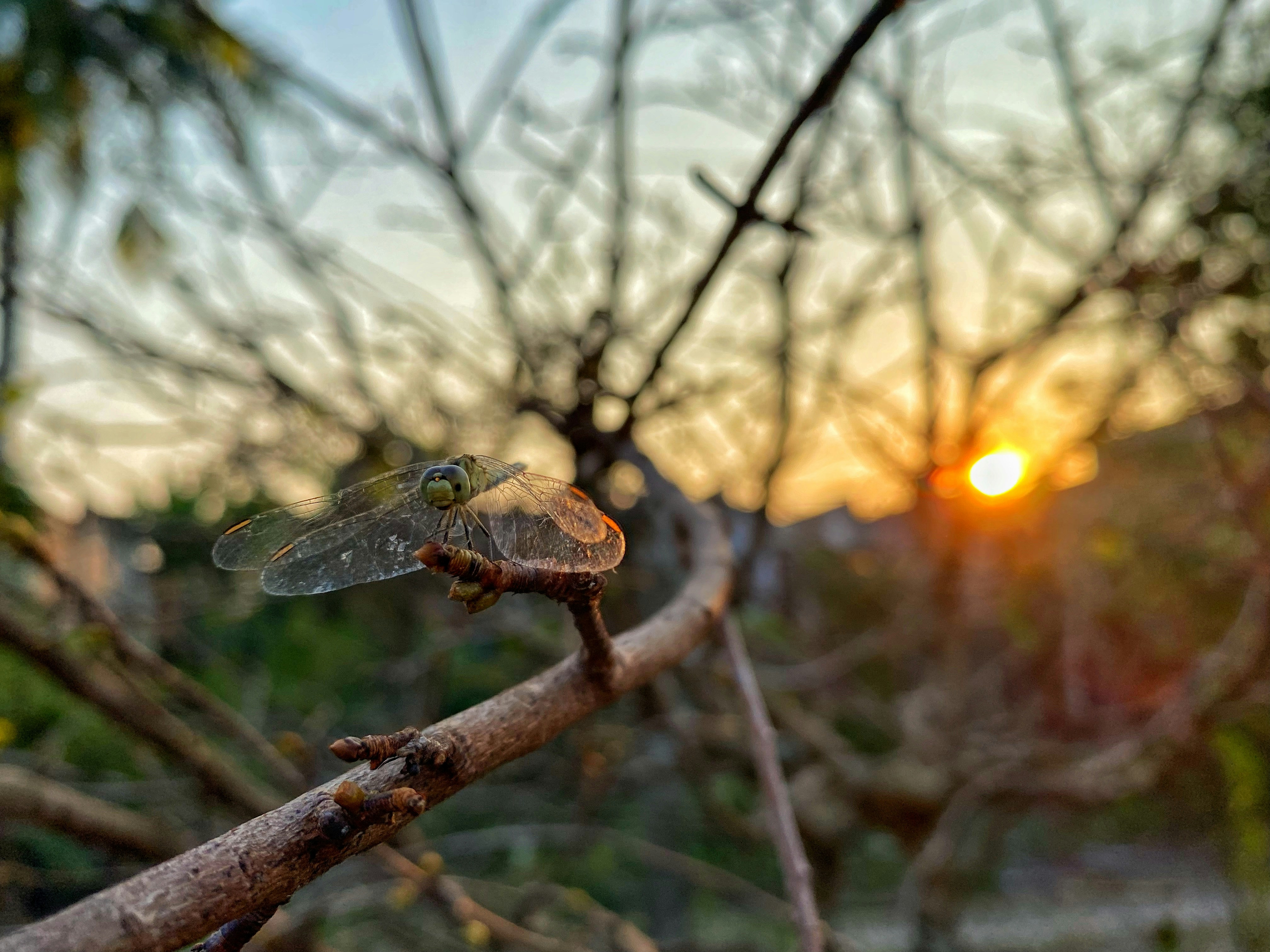 Sunlit Dragonfly on a Winter Orchard Branch