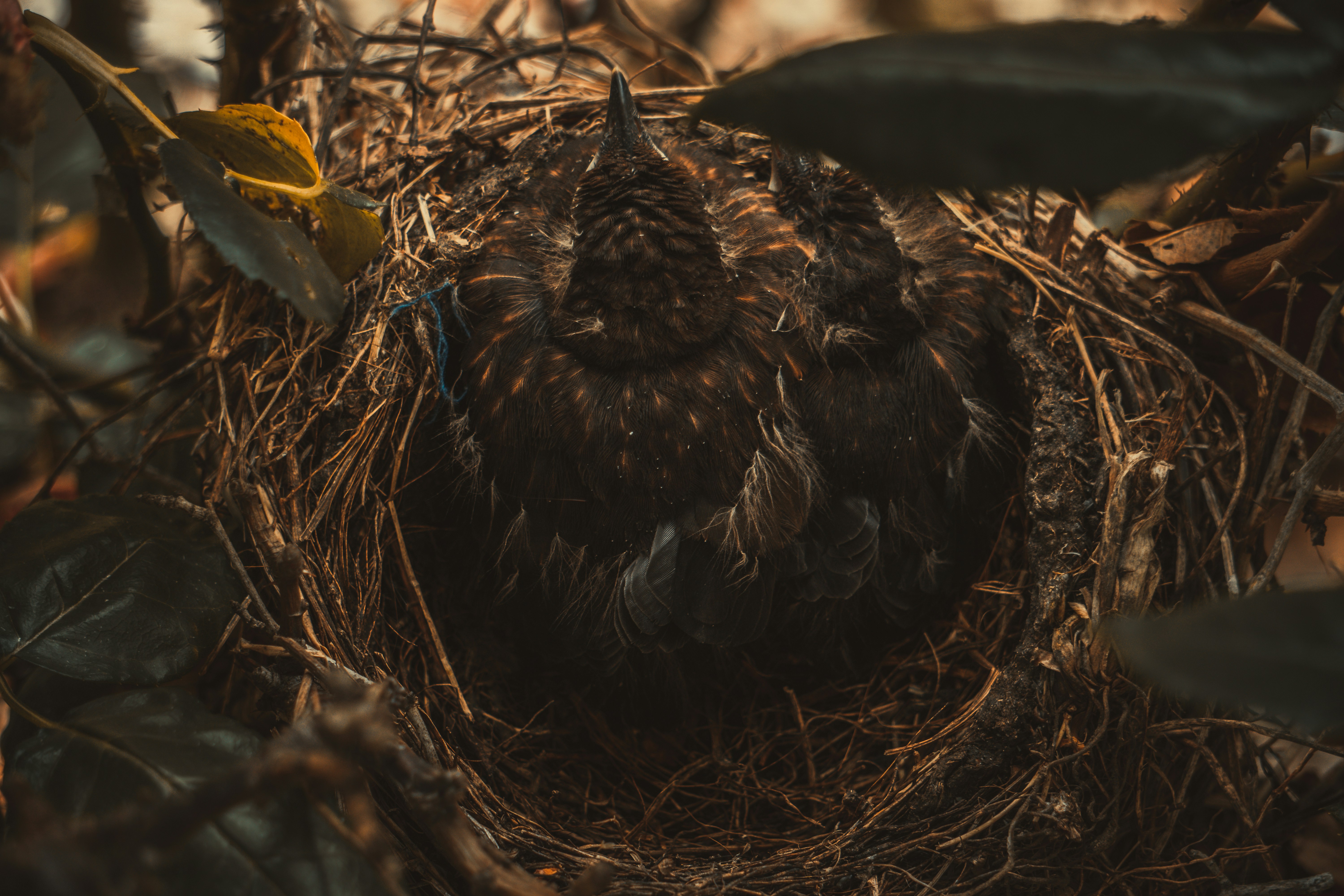 Night-nest: A dark chick nestled in a twig cradle under shadowy foliage