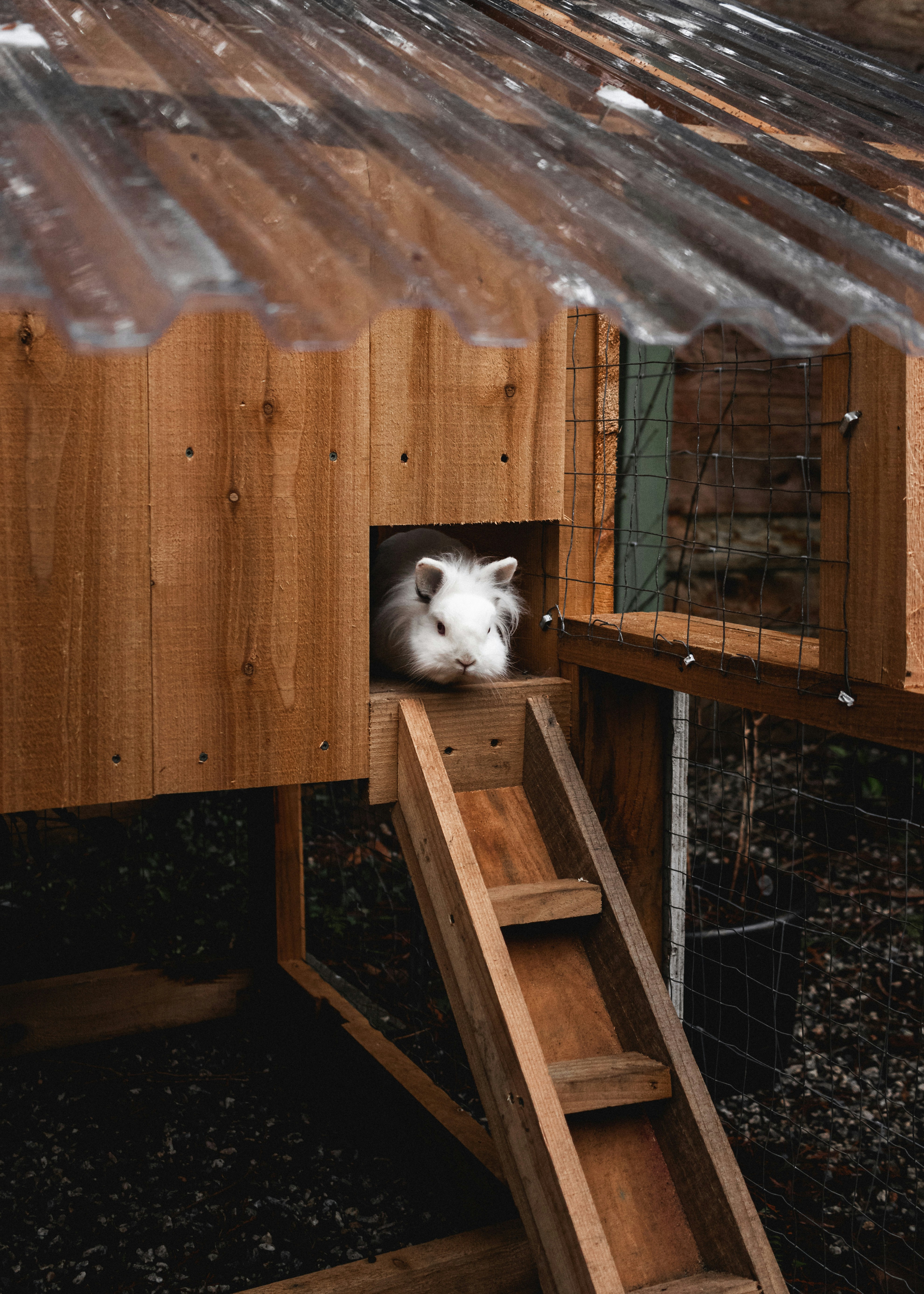 A fluffy white animal peeks out from a wooden structure, with a sloped ramp leading down into the surroundings.