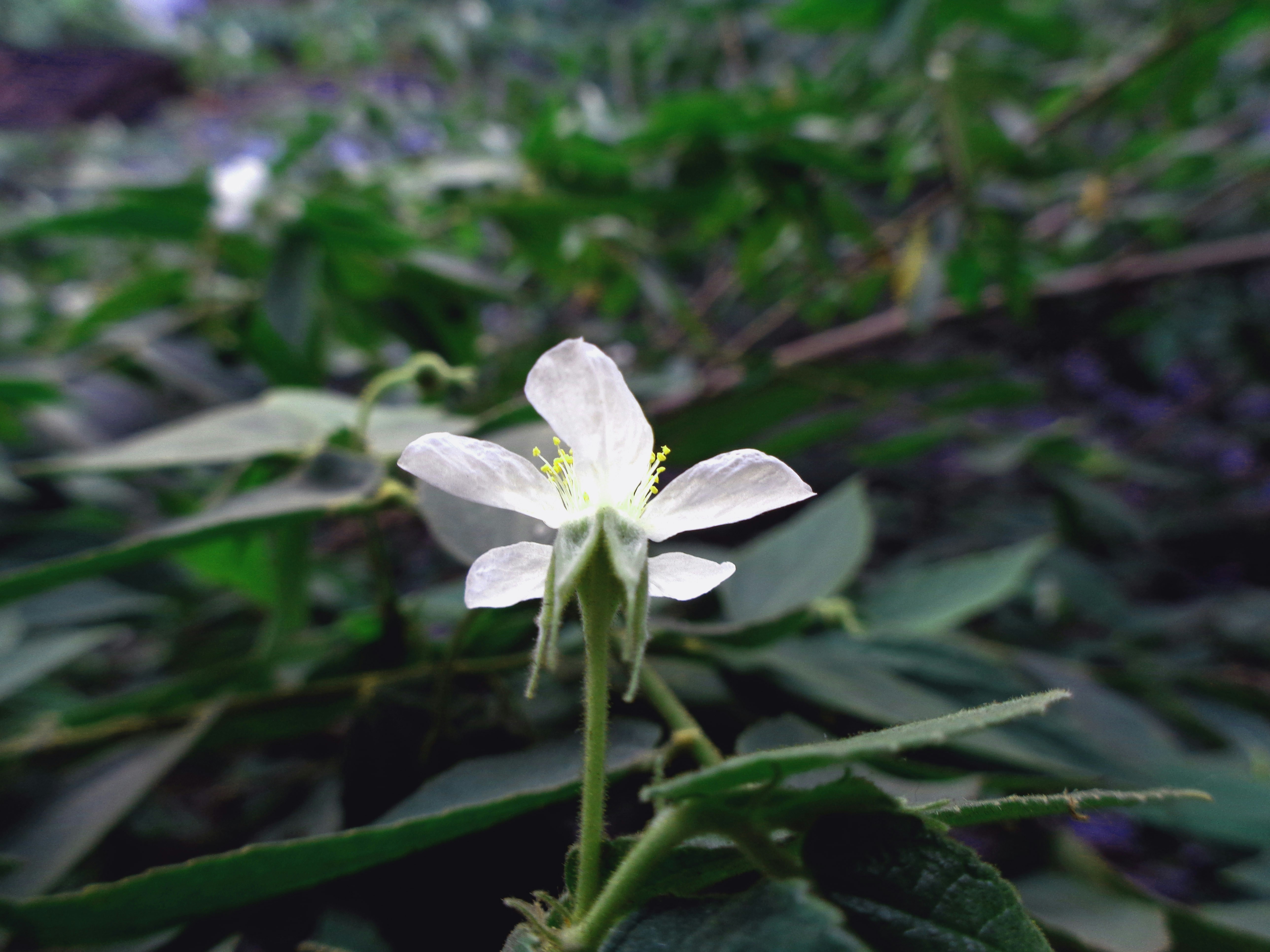 Close-up photograph of a small white flower with five petals and pale yellow center, set against dark green foliage.