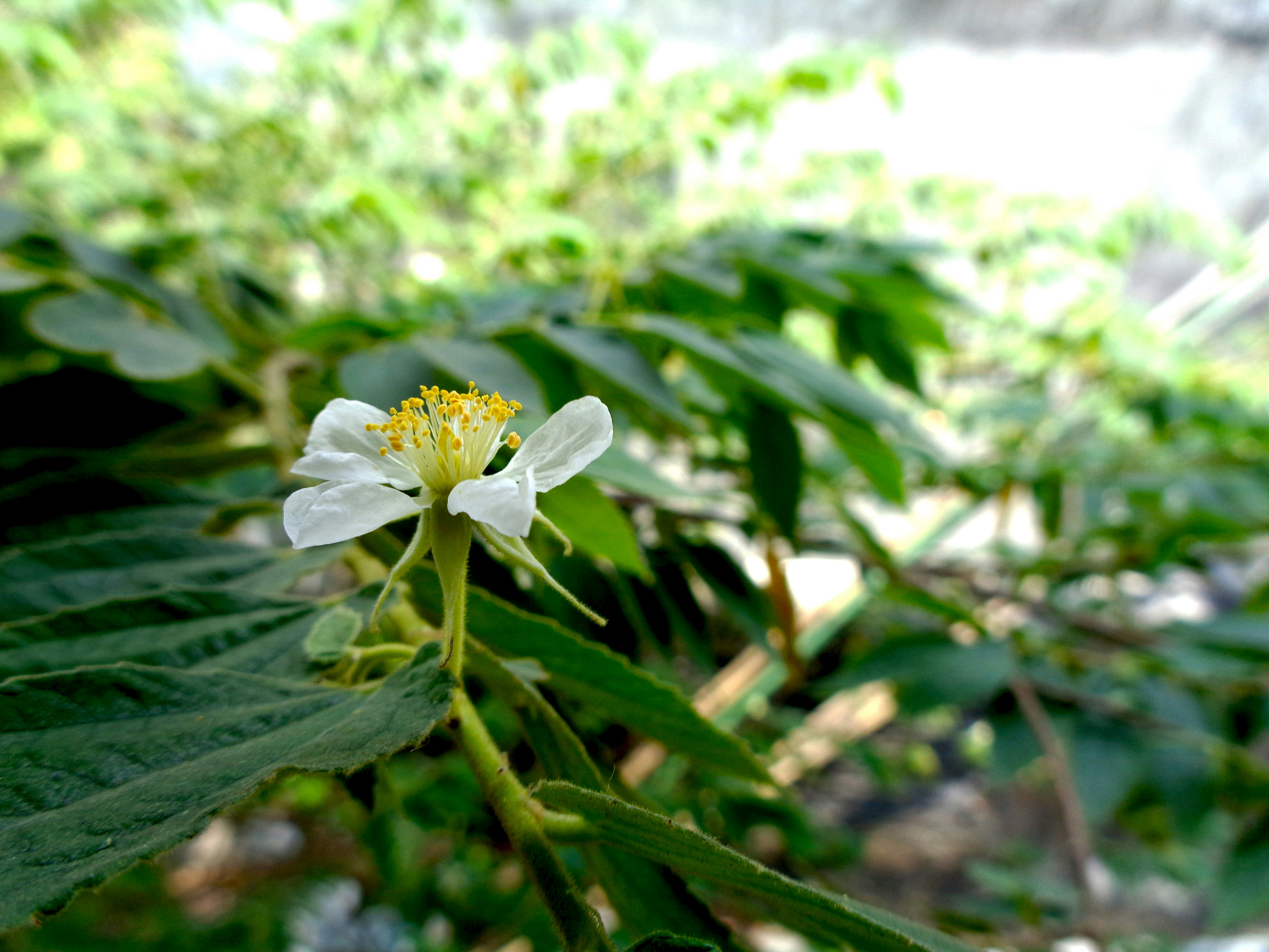 Close-up photograph of a white flower with a yellow center, surrounded by green leaves in a sunlit garden.