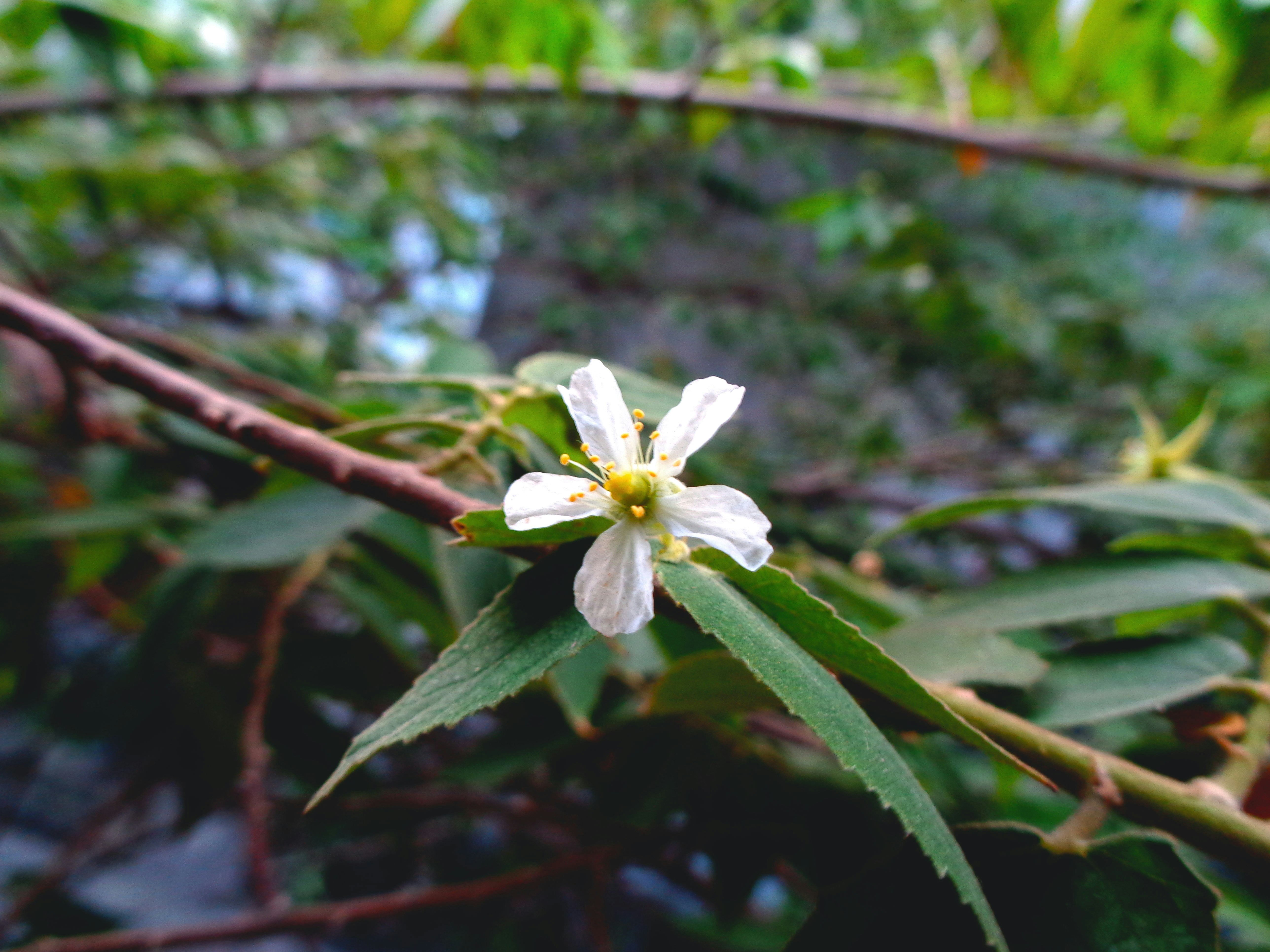 Close-up of a single white flower with a yellow center on a slender twig, set against a softly blurred green backdrop.
