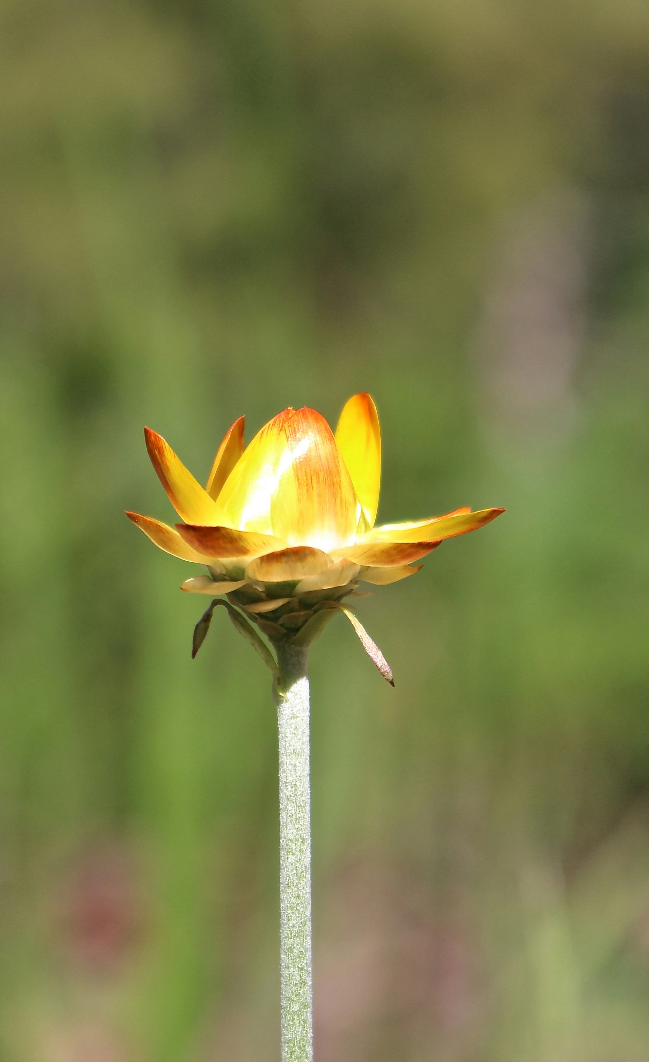 a single yellow flower with a blurry background