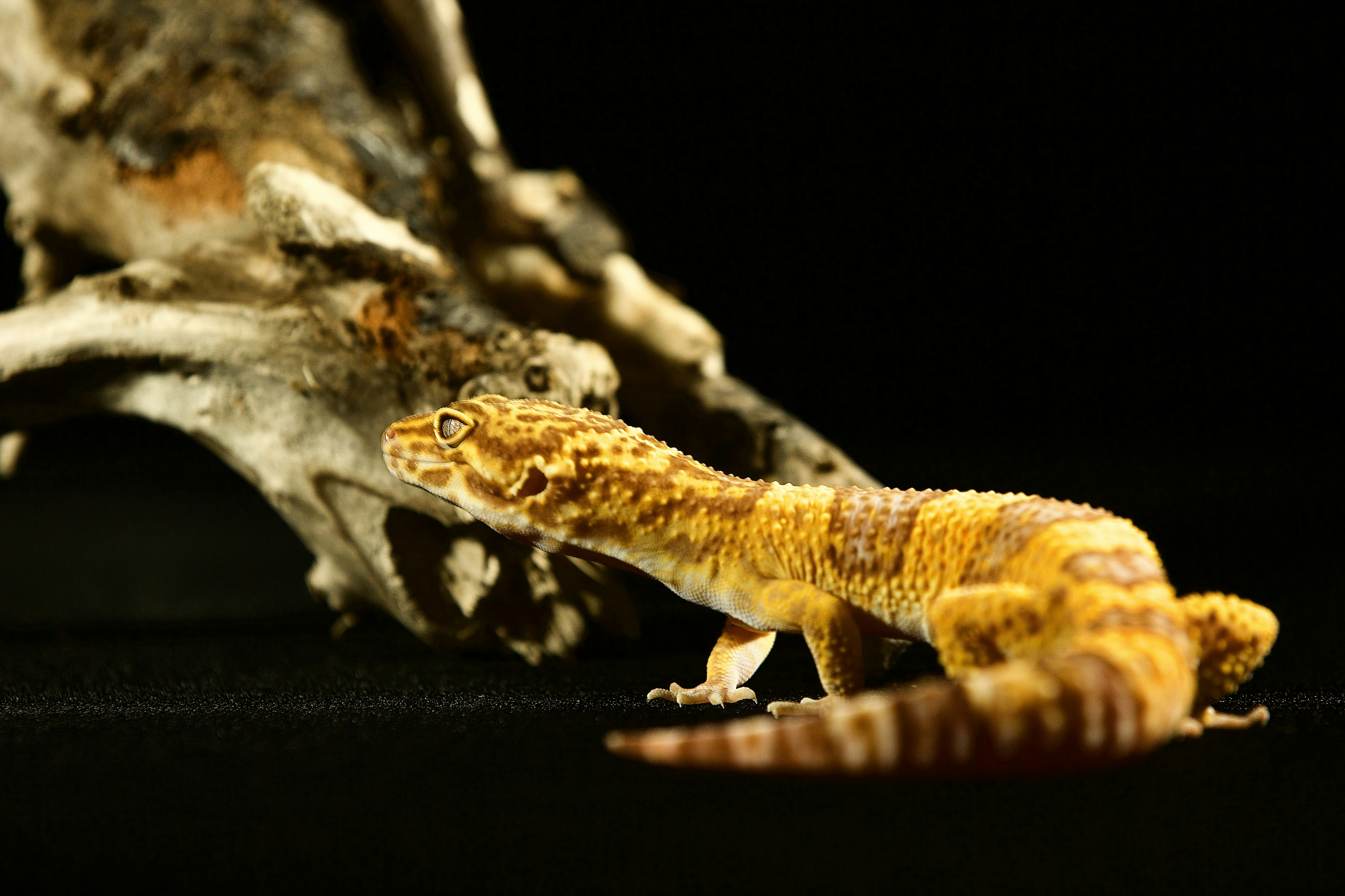 A vibrant leopard gecko poised elegantly against a textured backdrop of driftwood, highlighting its intricate patterns and colors.