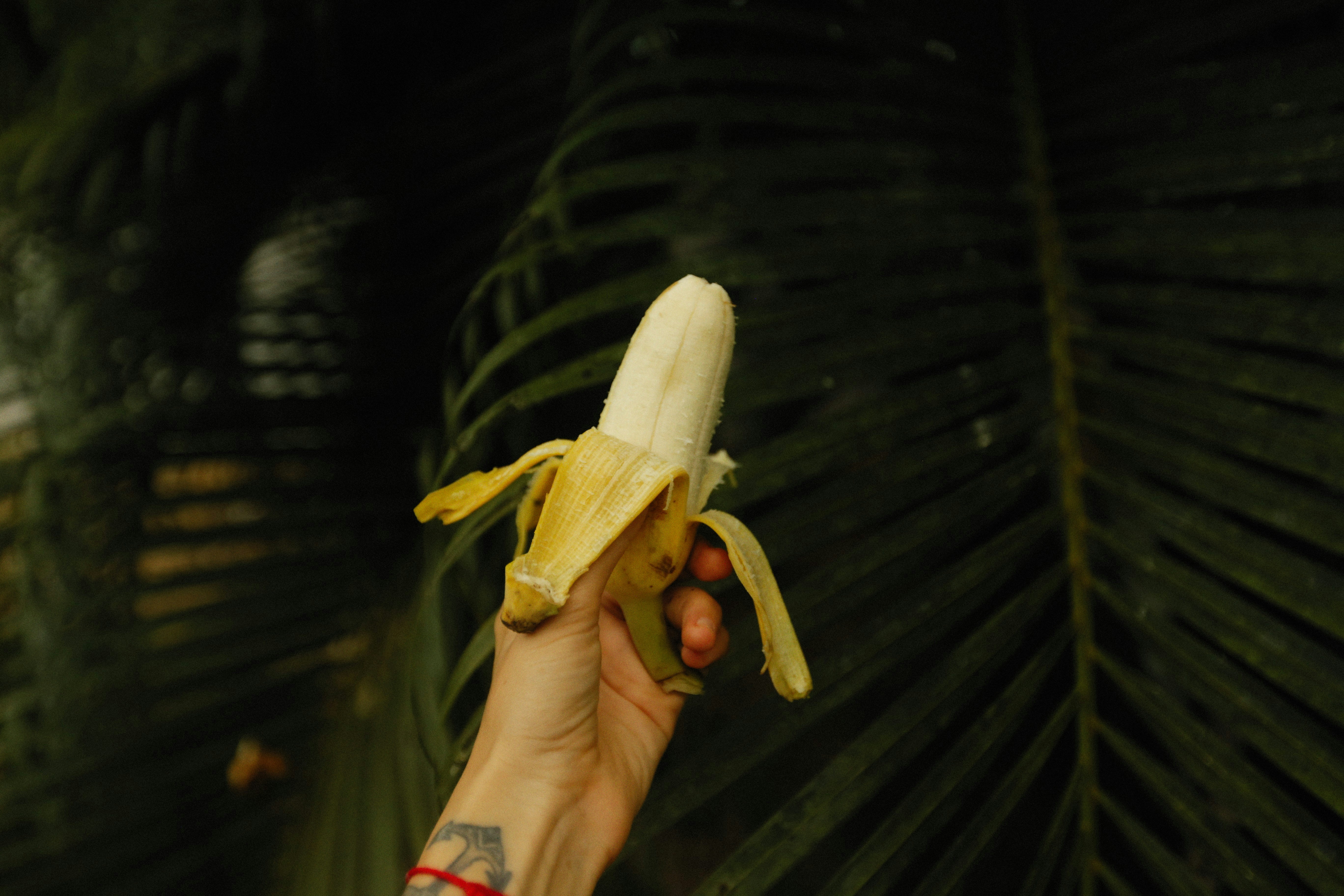 Banana in Hand Against Deep Jungle Foliage