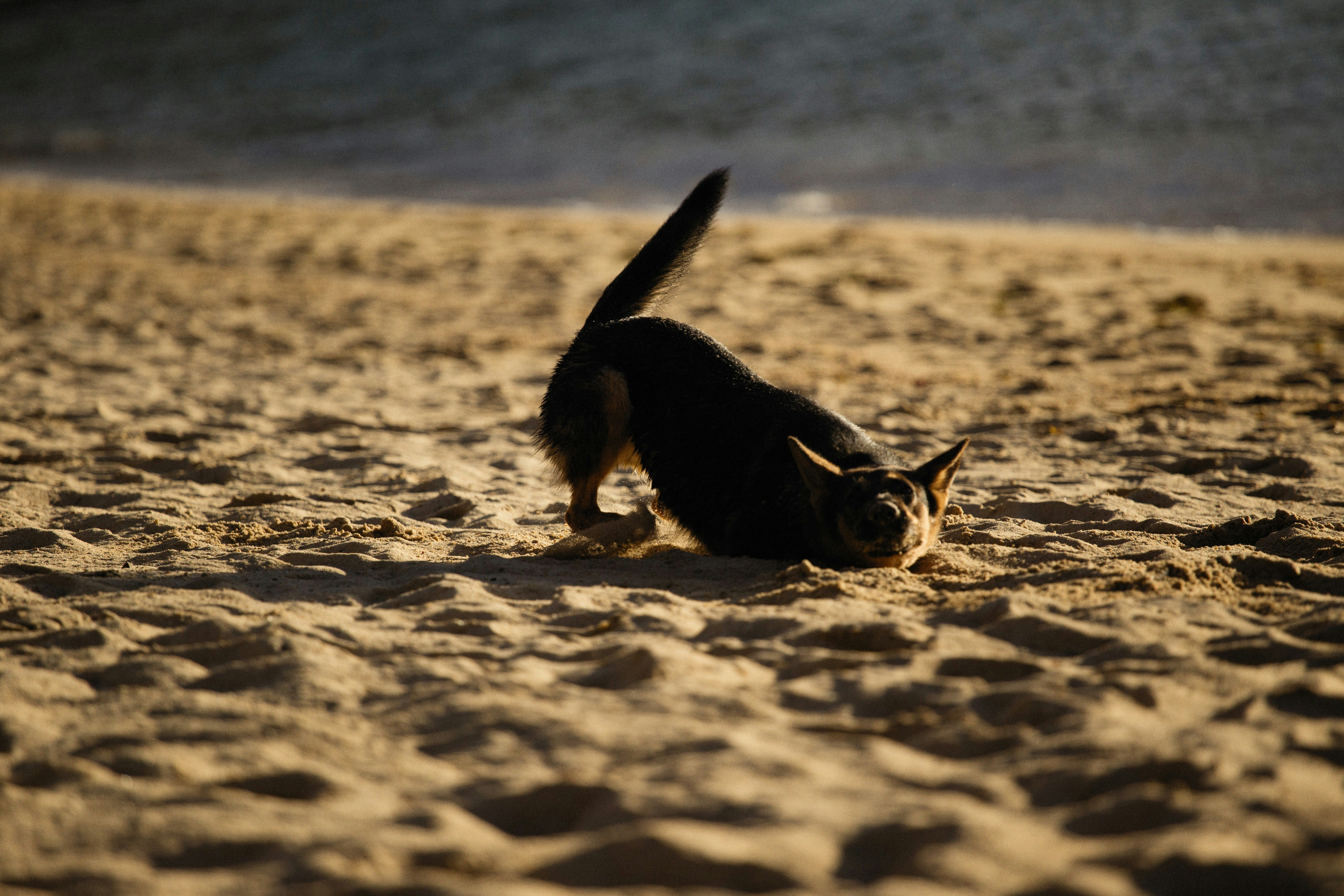 Amber Hour on the Shore: A Beach-Digging Pup