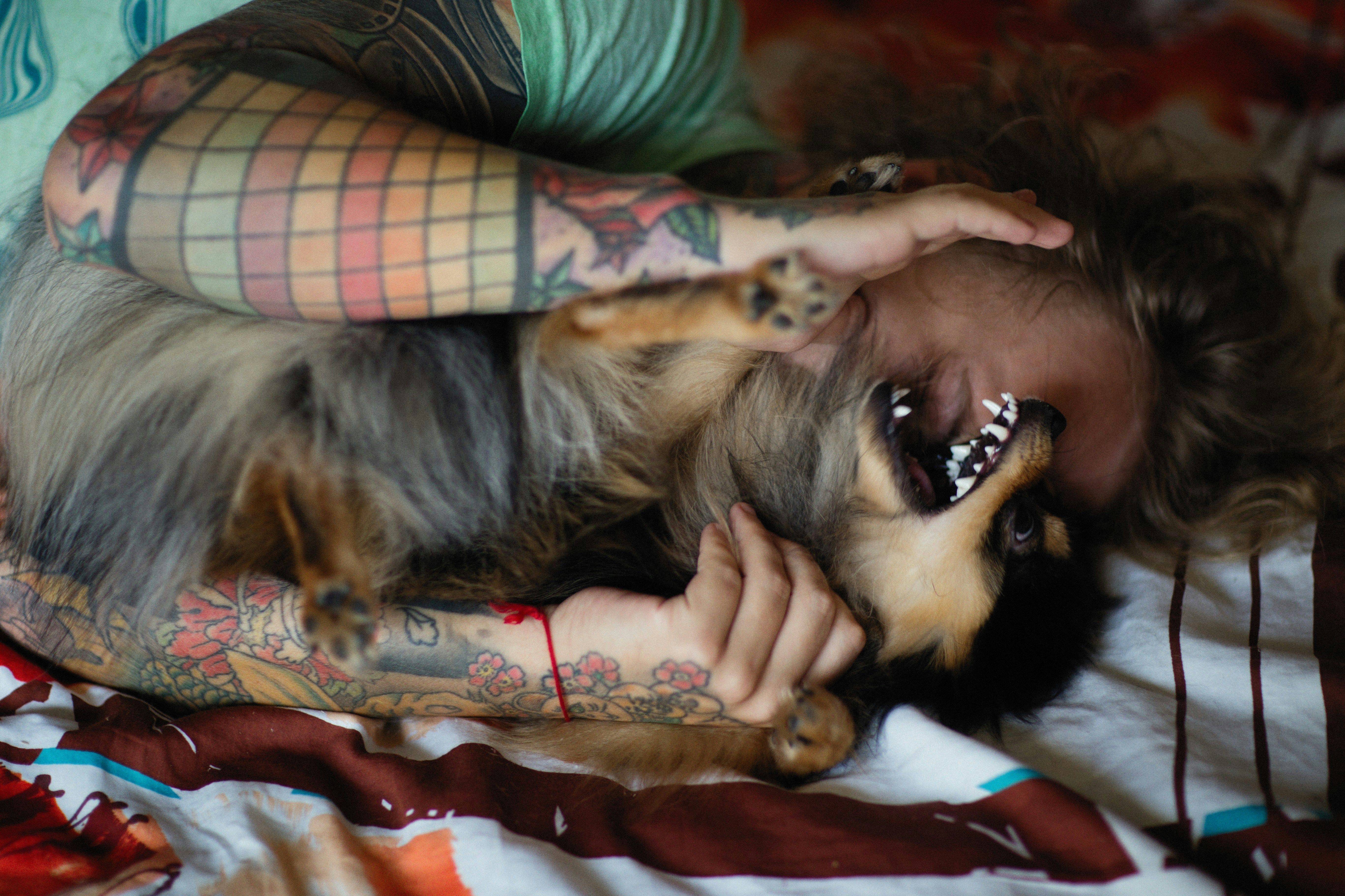 A candid photograph of a tattooed arm cradling a small, grinning Chihuahua on a colorful quilt.