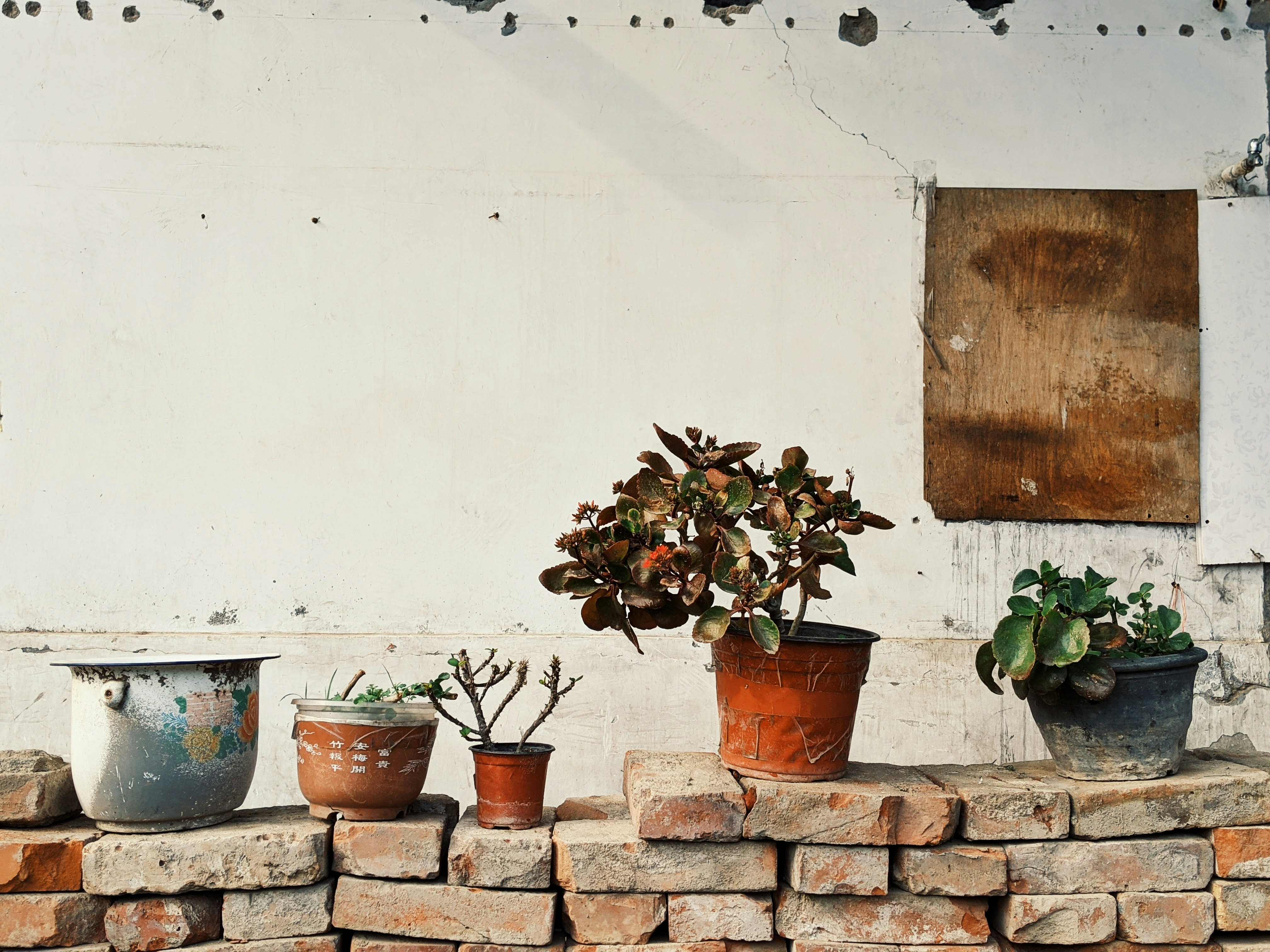 Five potted plants arranged on a brick ledge against a weathered wall, showcasing urban gardening's charm and creativity.