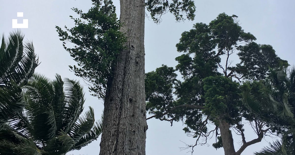 Un couple de grands arbres debout l’un à côté de l’autre photo – Photo ... Un couple de grands arbres debout l’un à côté de l’autre photo – Photo ...