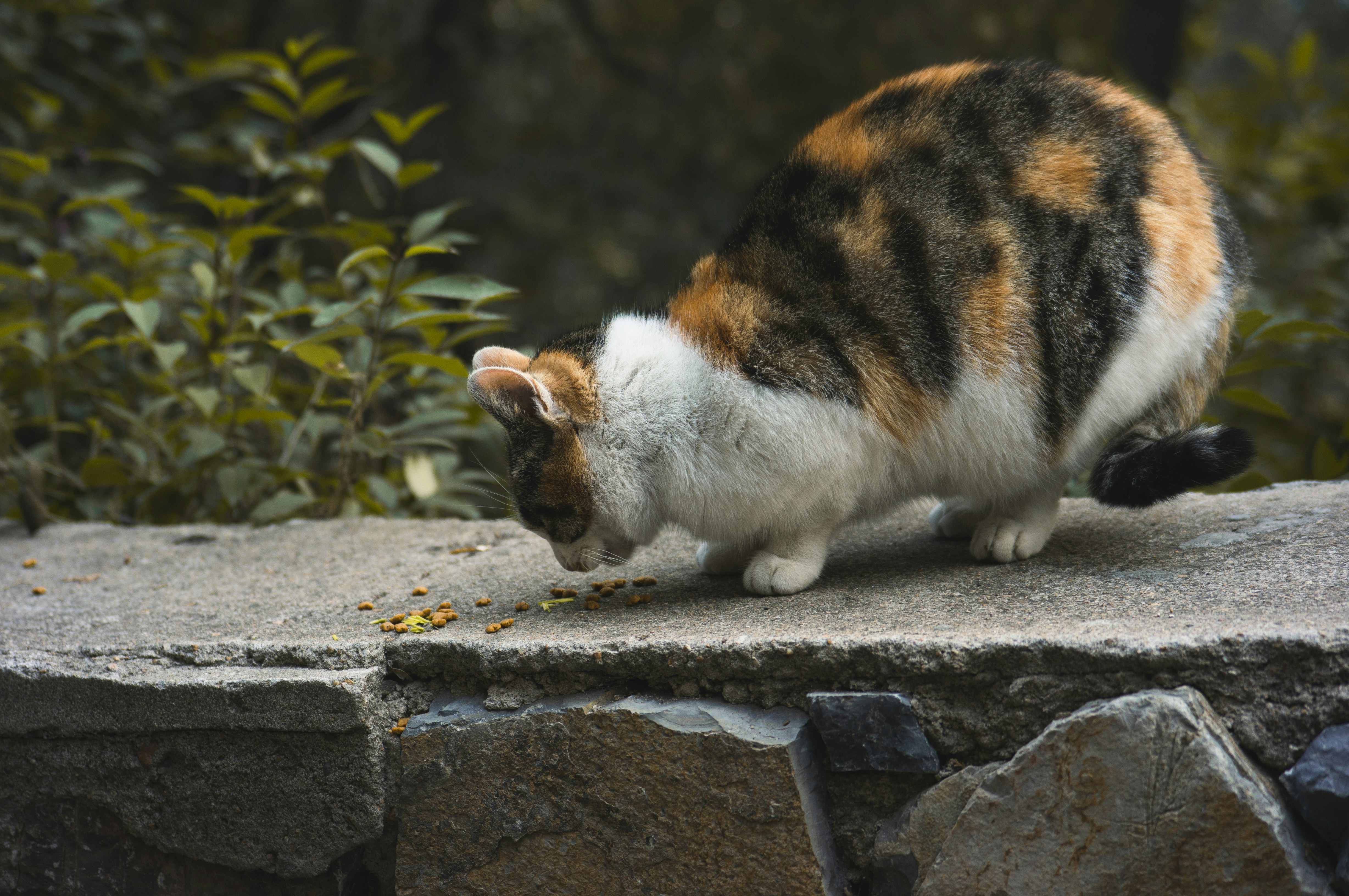 A calico cat eating food off of a ledge photo – Free Cat Image on Unsplash