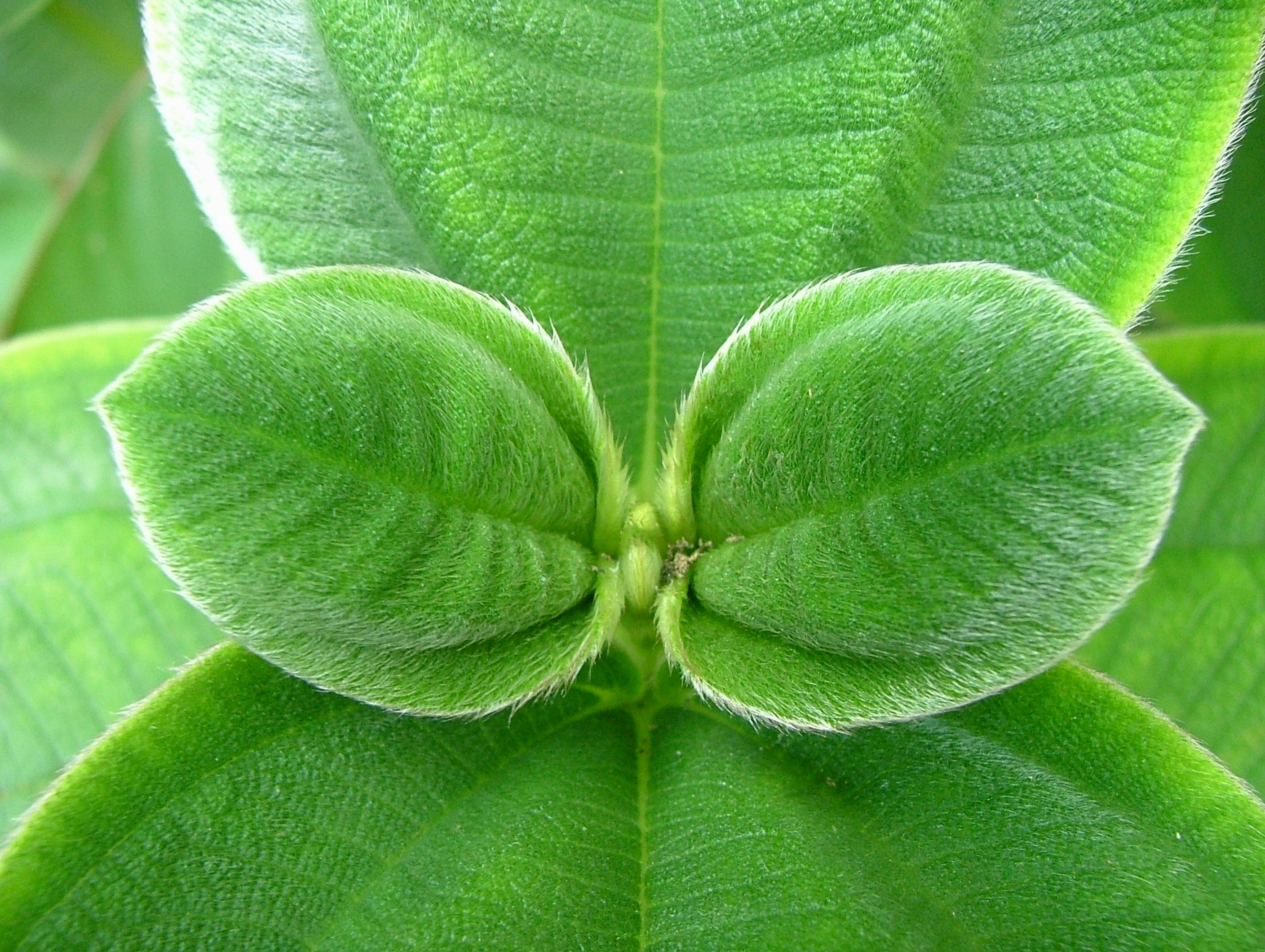 Un gros plan d’une feuille verte avec un bourgeon photo – Photo Plante ...