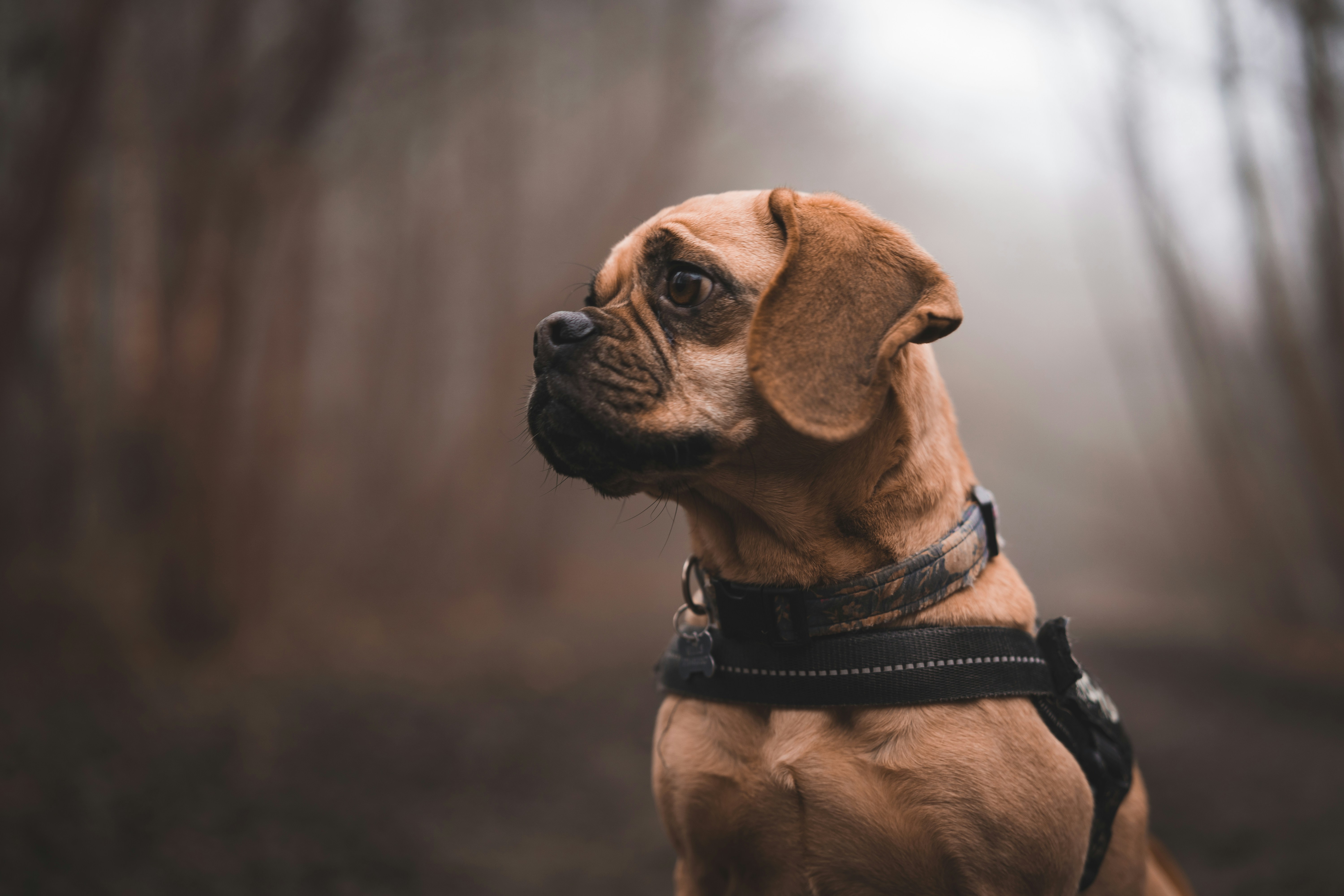 A focused dog gazes into the misty forest, embodying a sense of calm and watchfulness. The muted background enhances the dog's expressive features.