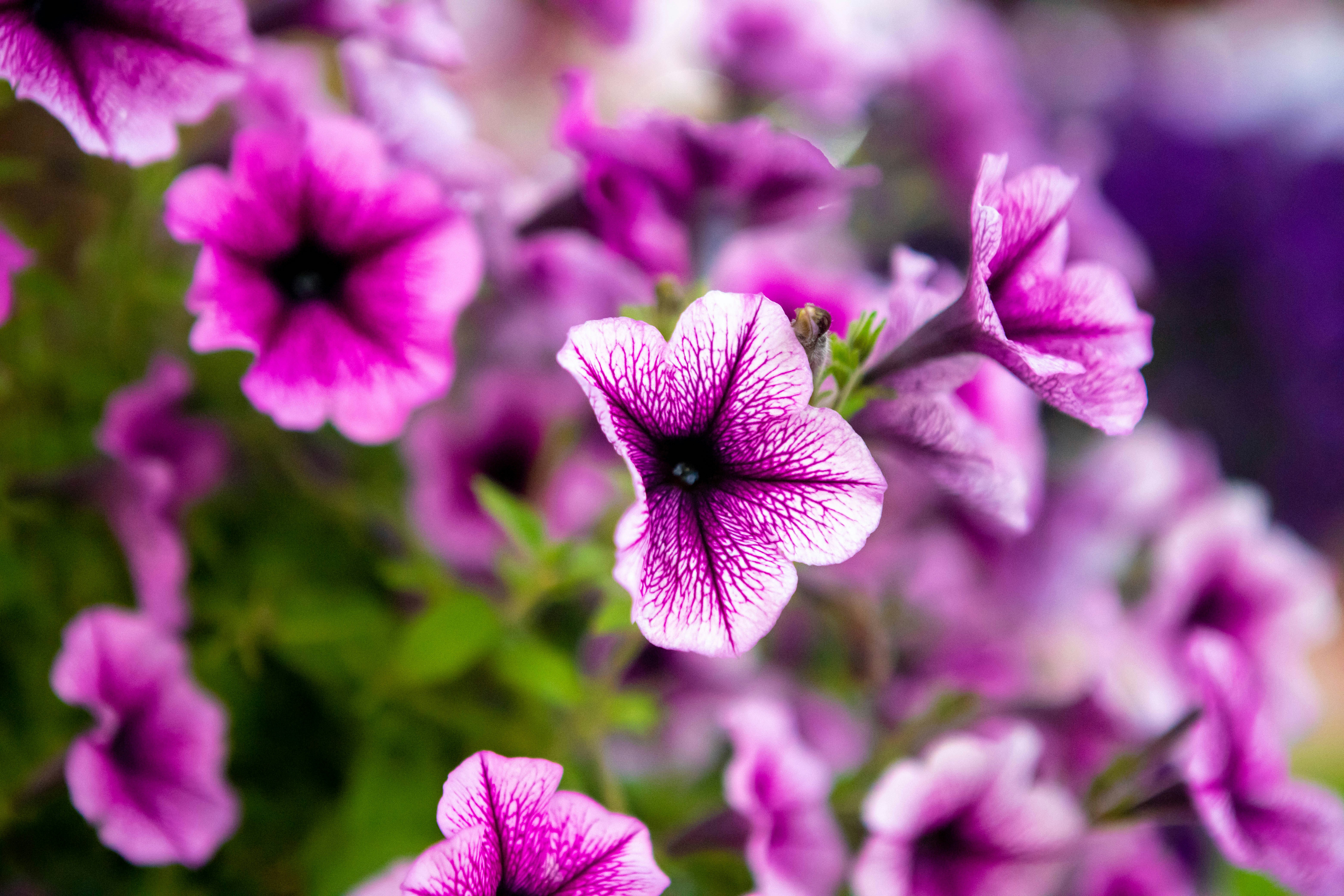 Un bouquet de fleurs violettes qui fleurissent photo – Image gratuite ...