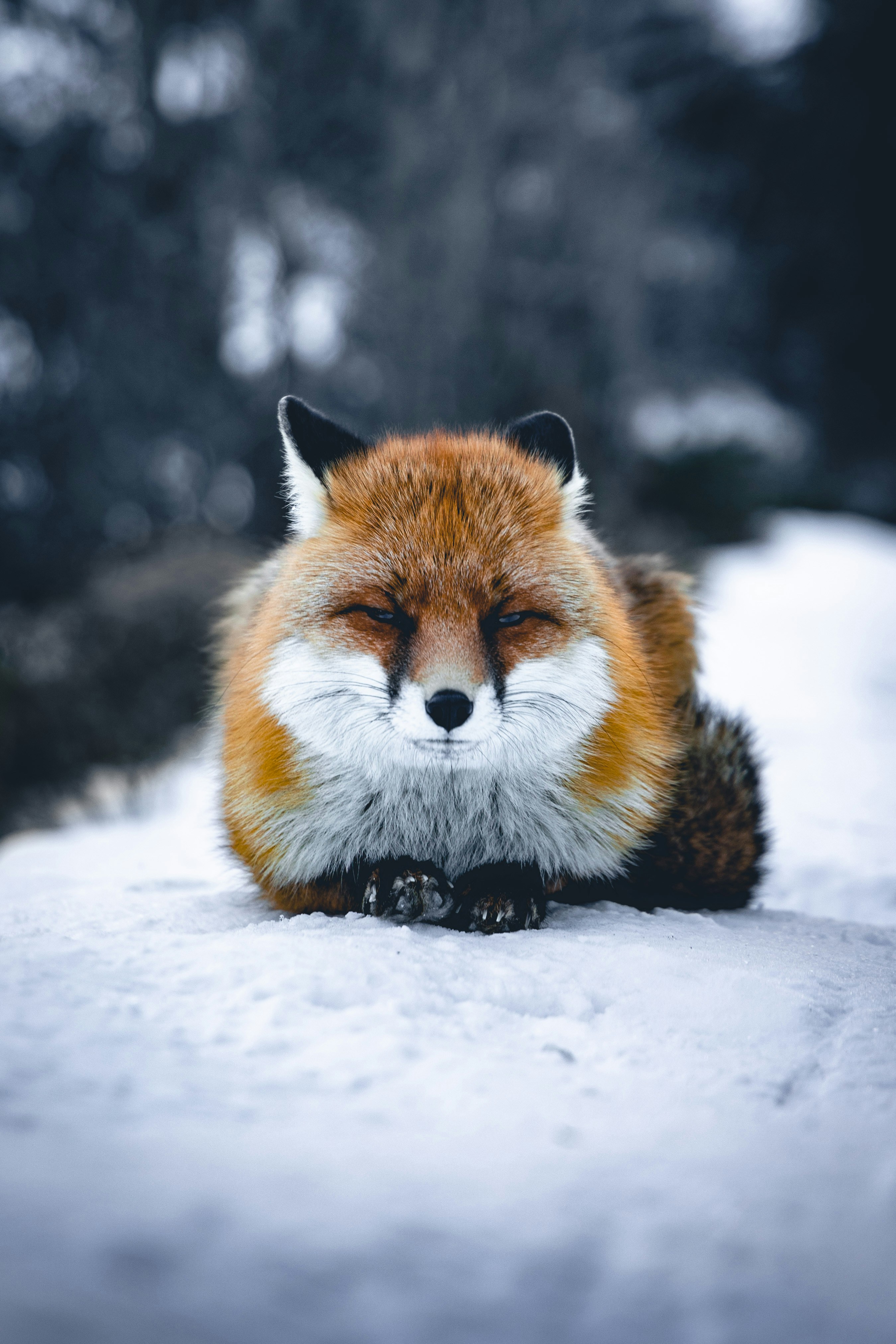 A red fox resting on a snowy path, exuding tranquility amid a winter landscape.