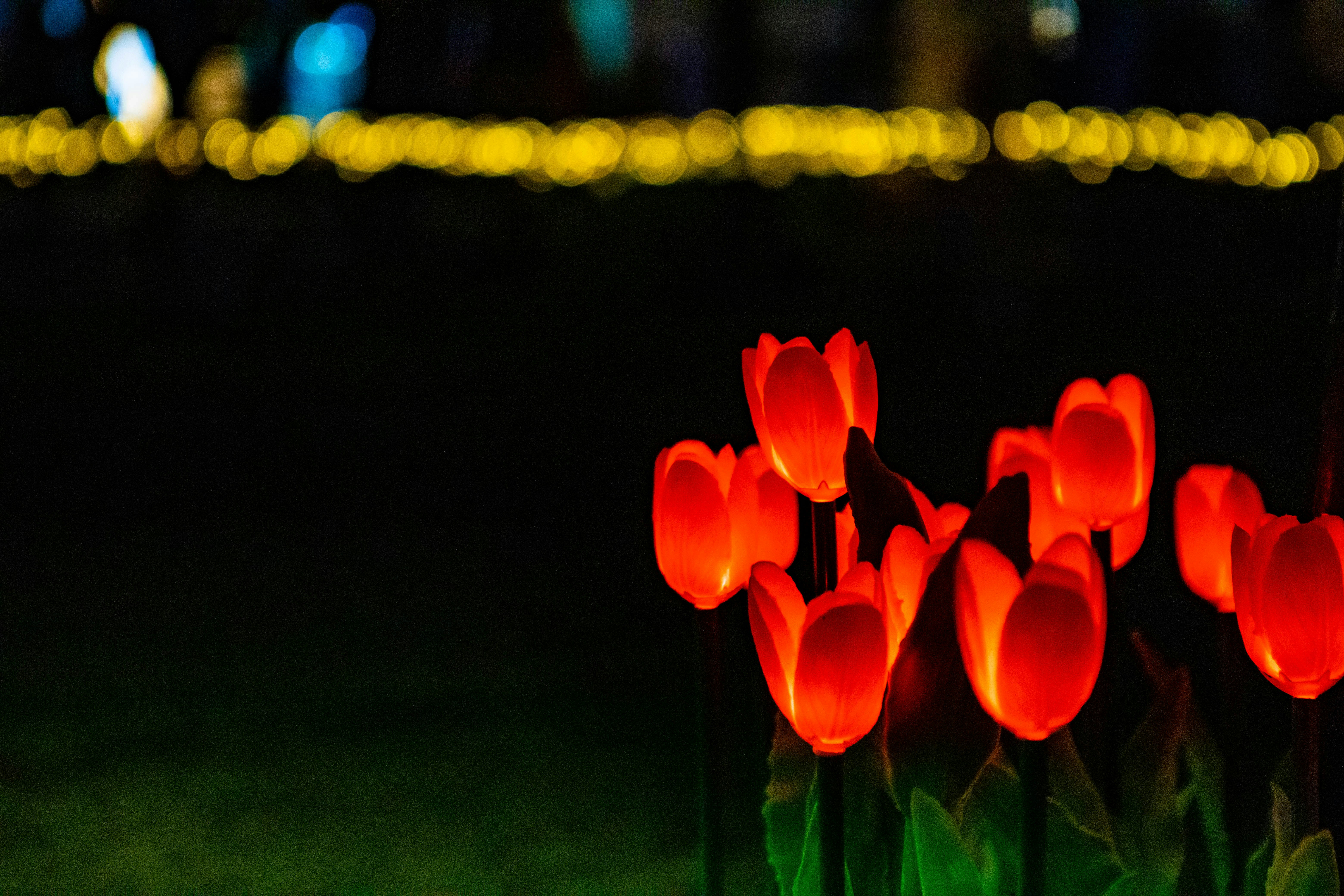 A group of red tulips in a field at night photo – Free Wallpaper Image ...