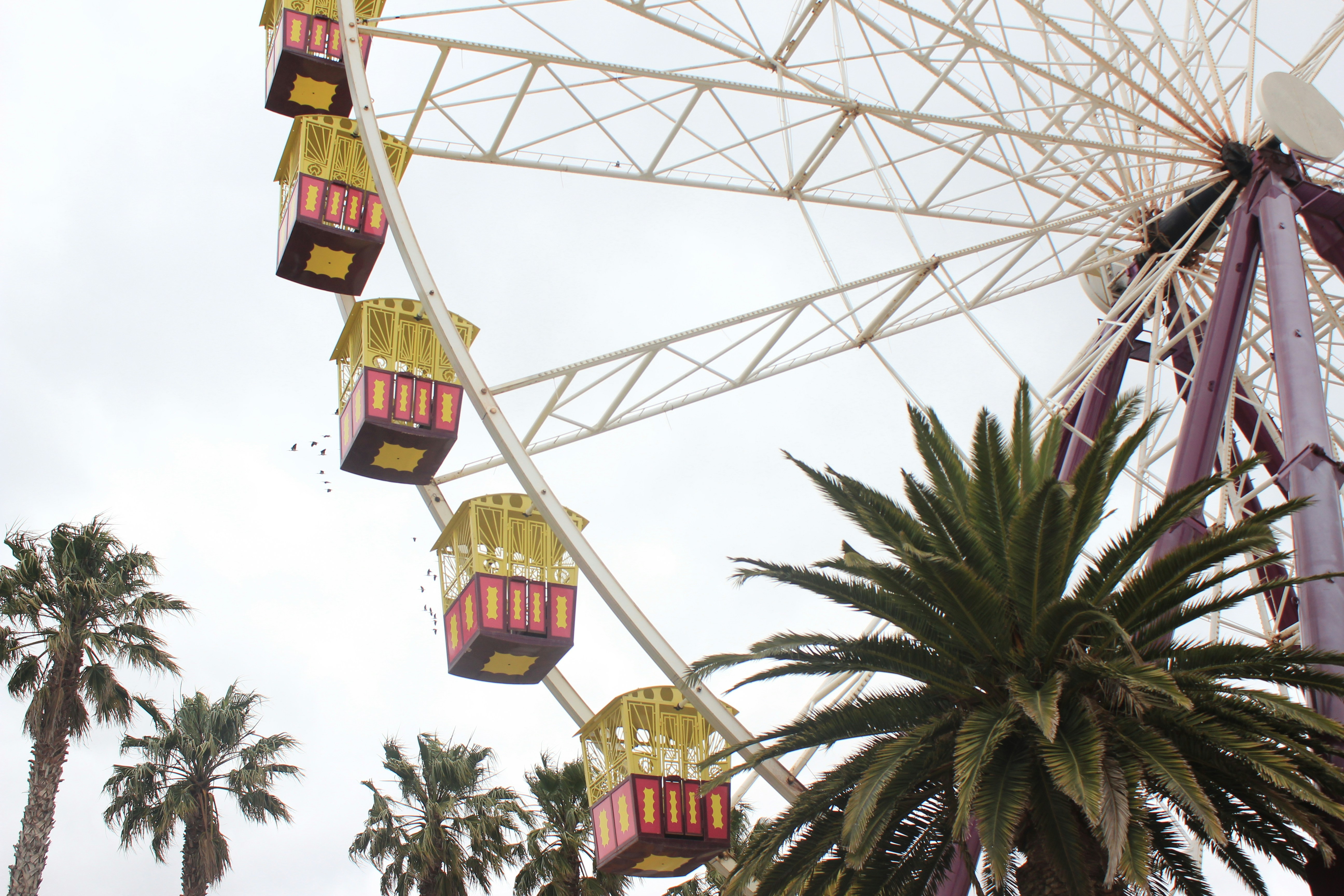 Ferris wheel towering over palm trees under an overcast sky.
