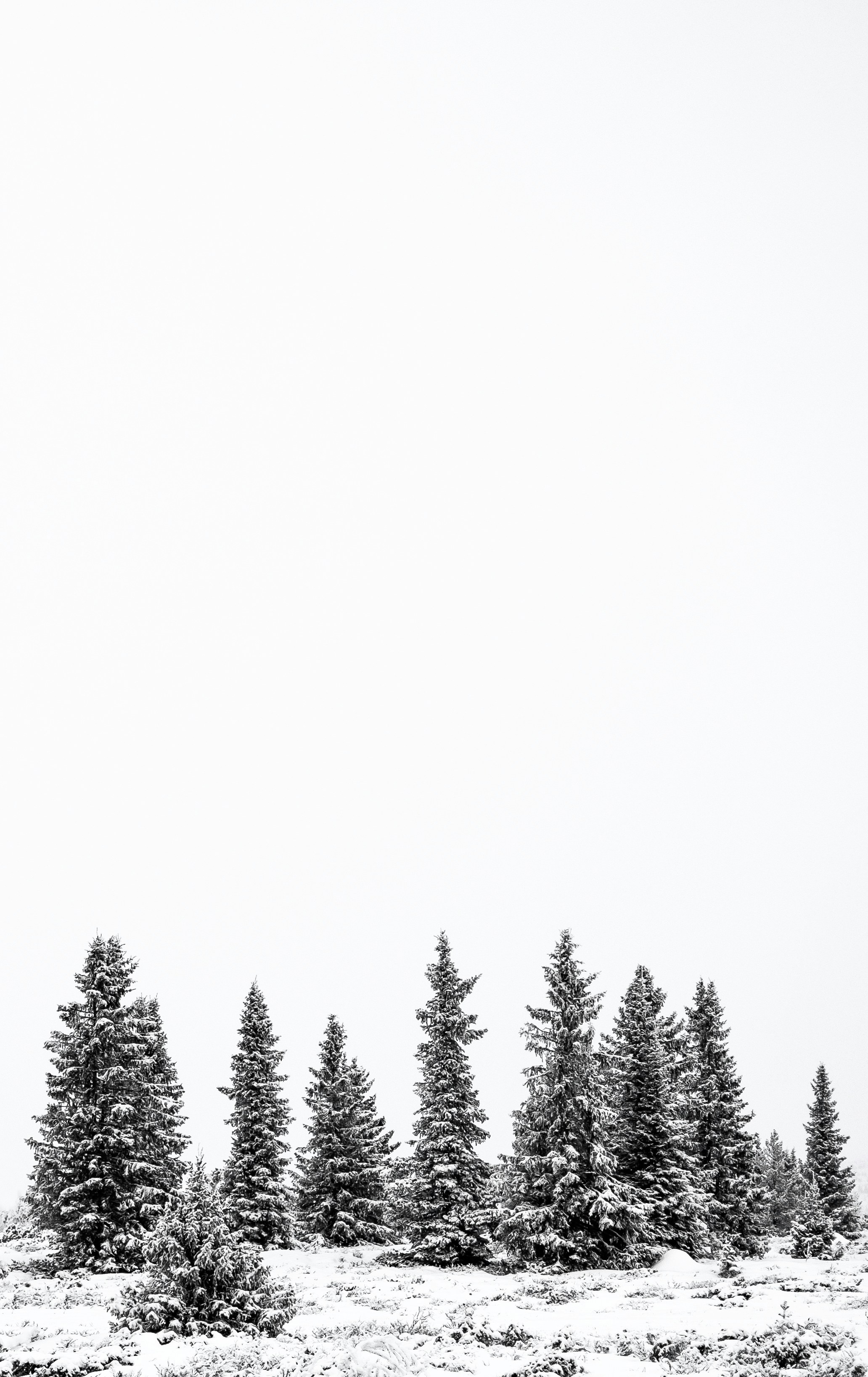 A line of trees in a snowy field photo – Free Nature Image on Unsplash