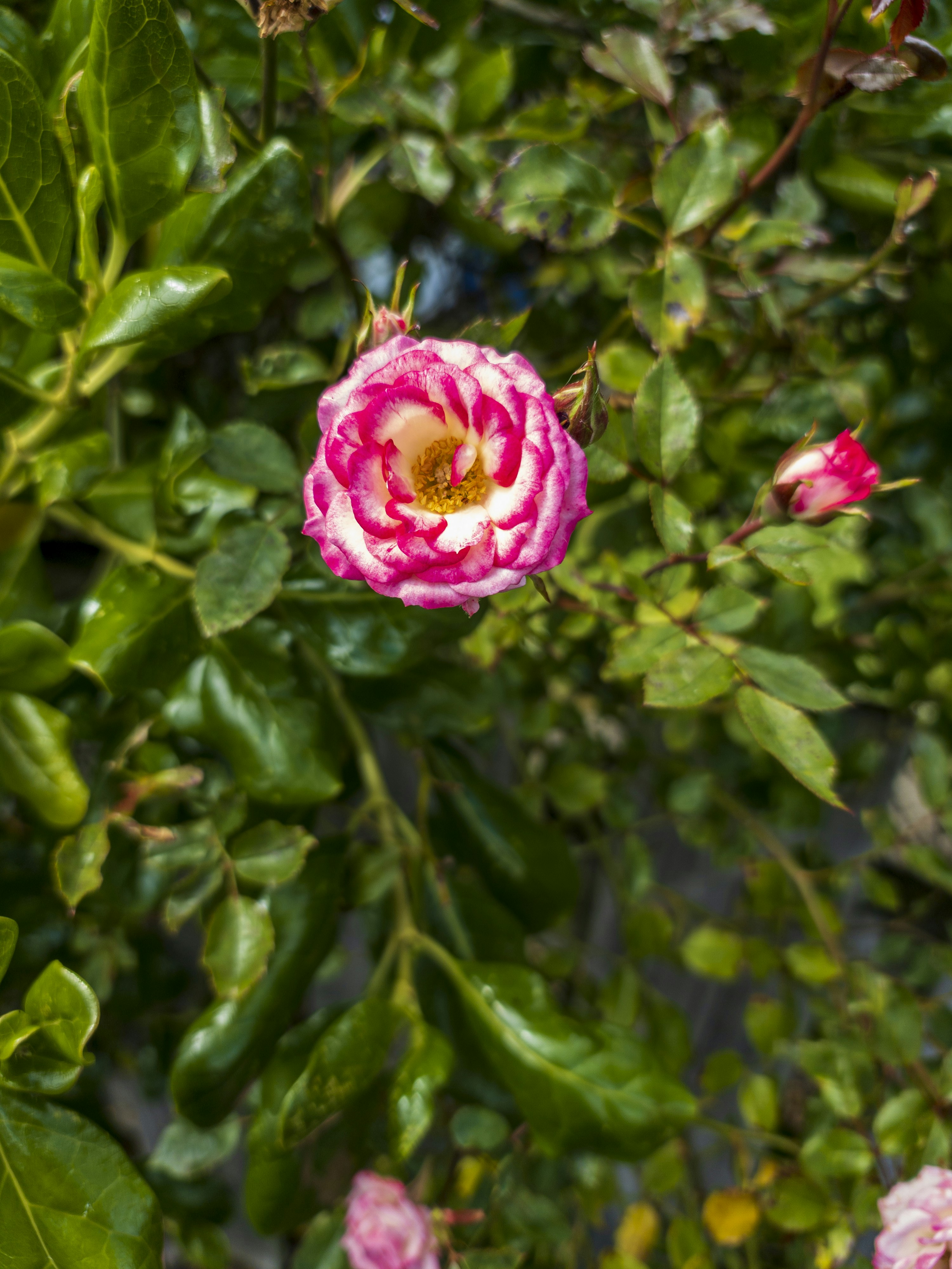 Pink and white rose surrounded by glossy green leaves in a garden setting.