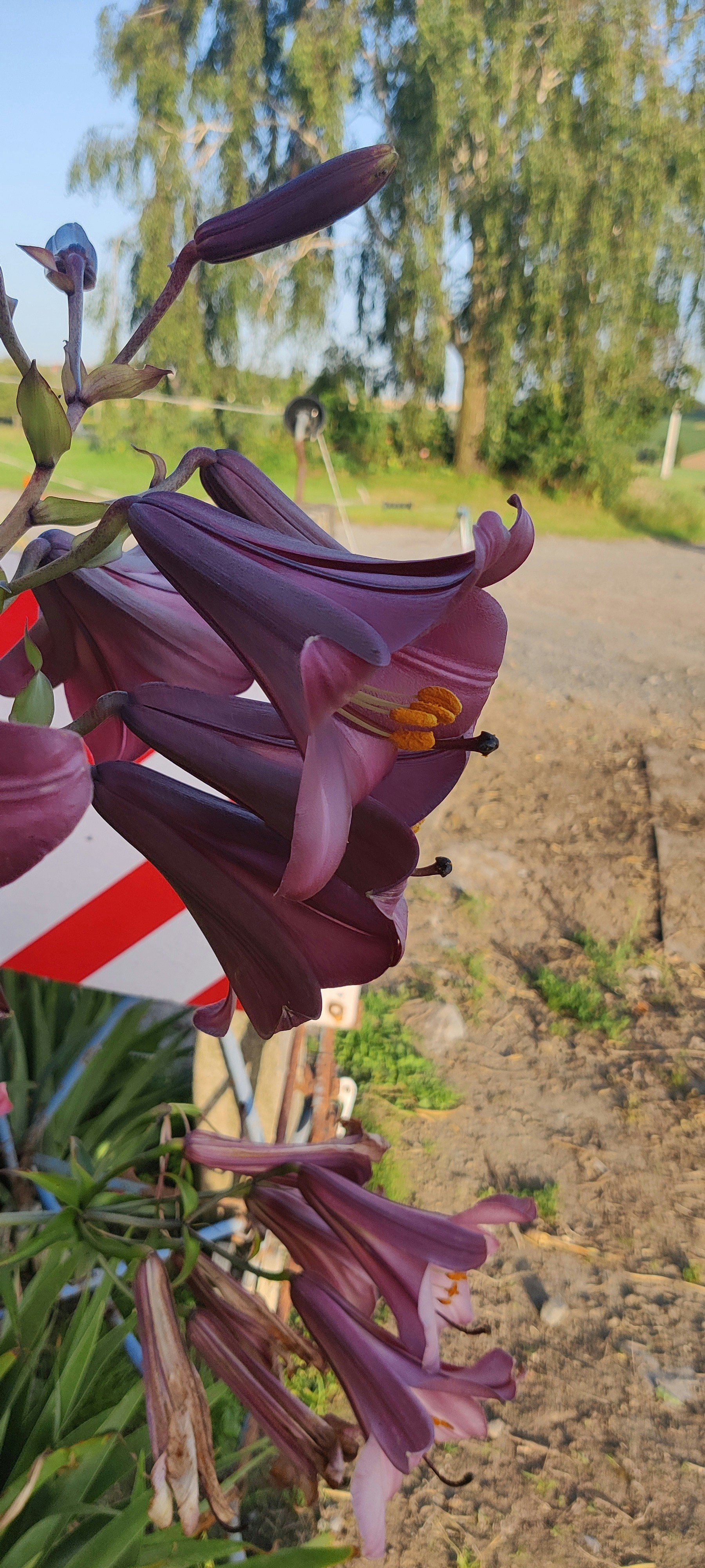 Dusky Lilies at the Edge of a Sunlit Yard