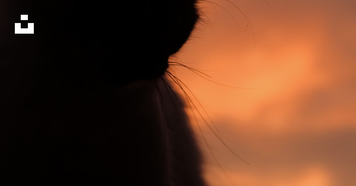夕日を背景に猫の顔の接写の写真 Unsplashのイバノフランコフスク州の無料画像