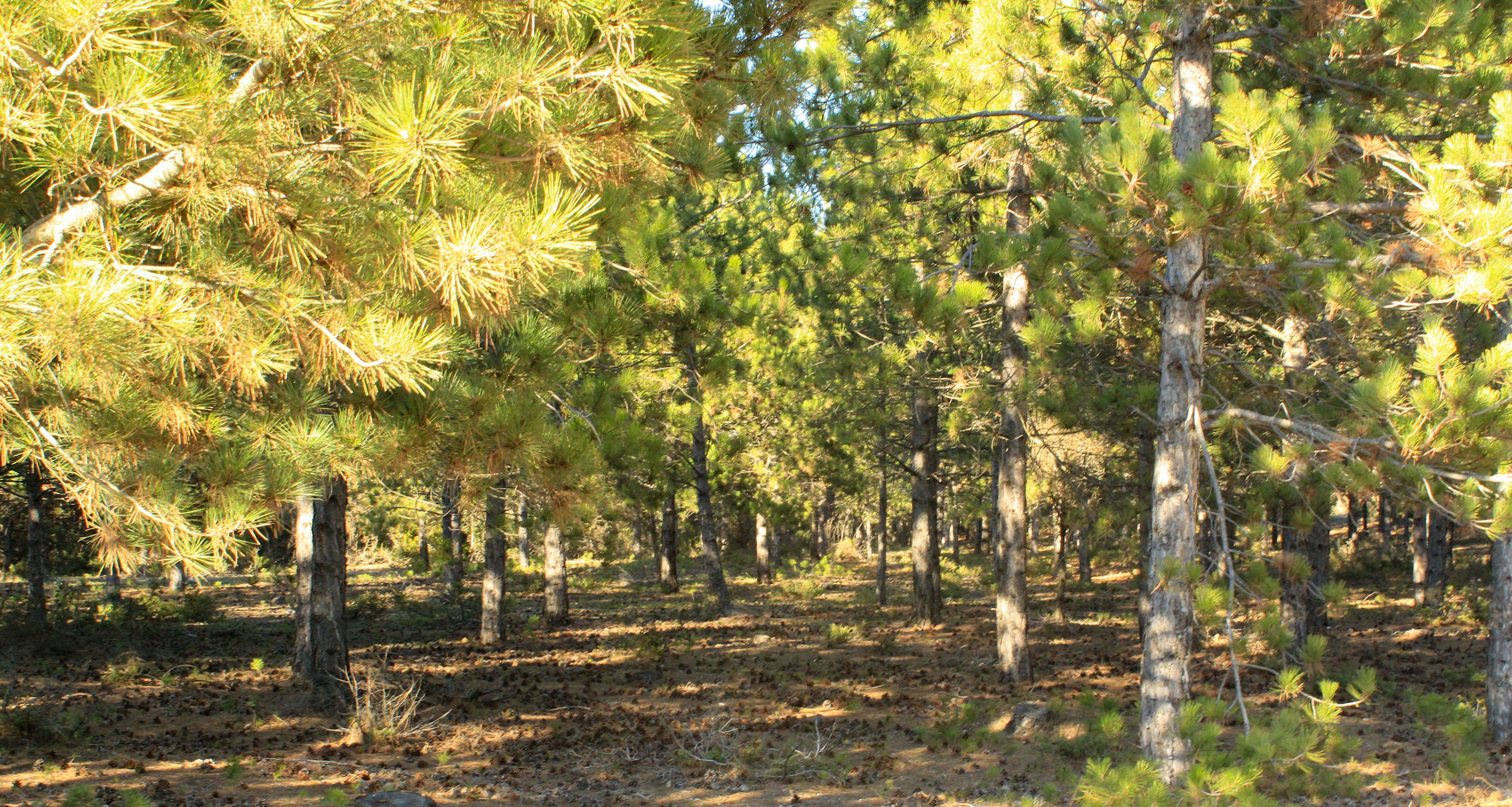 A forest with lots of tall pine trees photo – Free Vegetation Image on ...