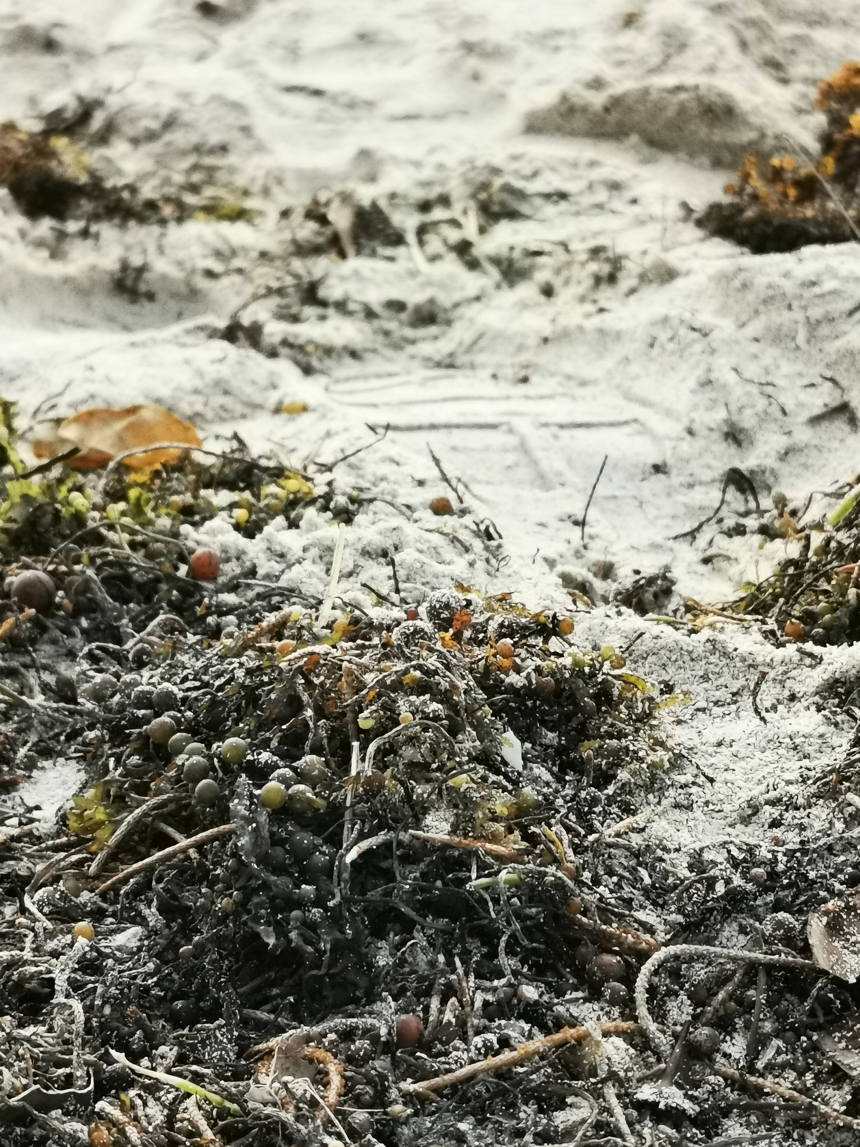 Nature's Textured Tapestry: The Beach's Forgotten Bounty