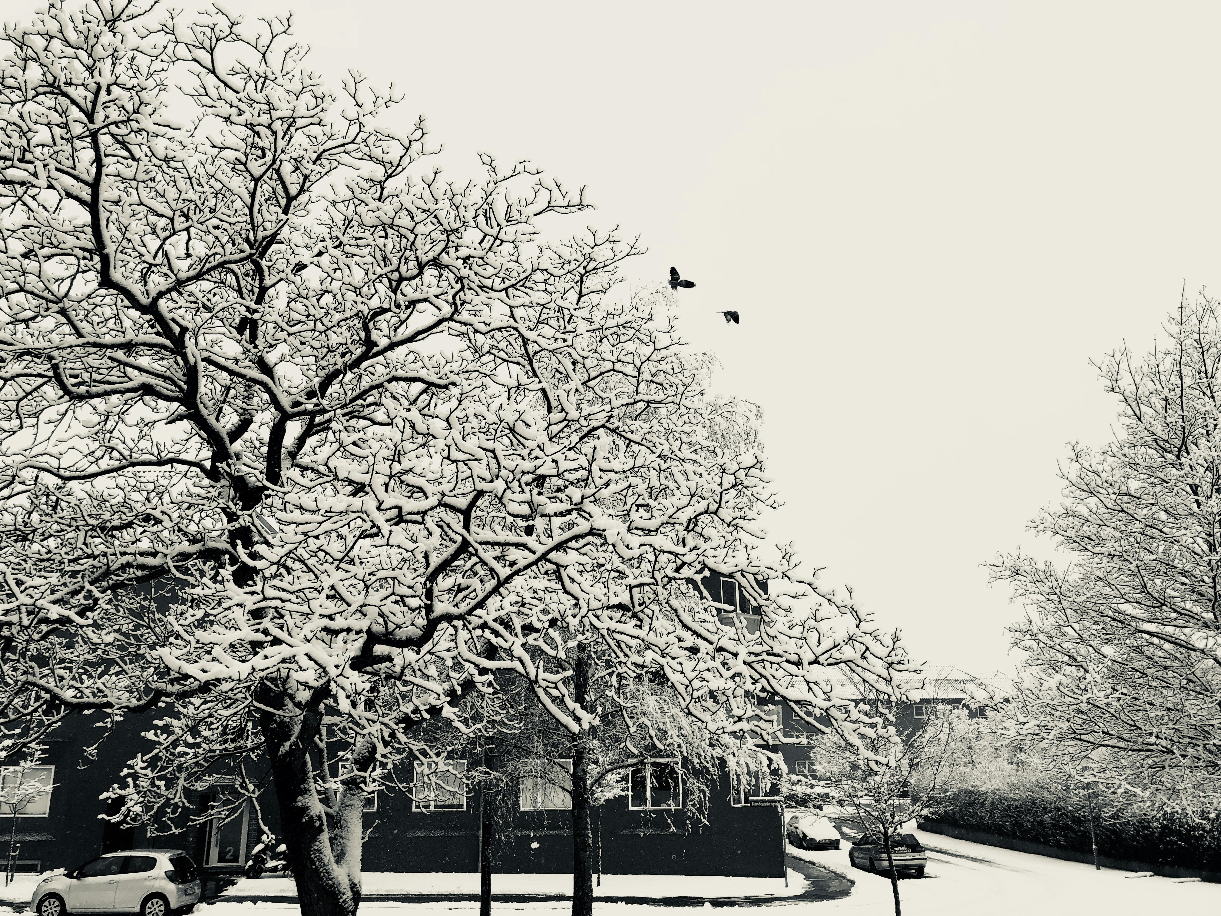 a black and white photo of a snow covered tree