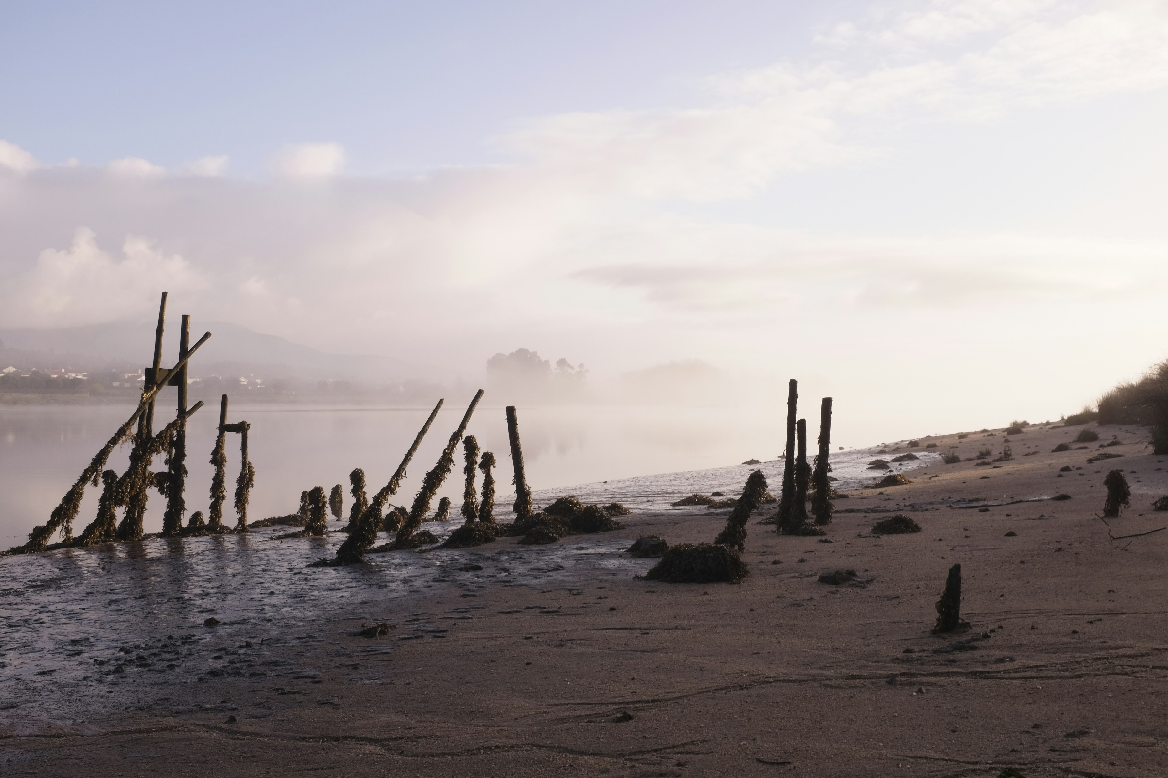 Weathered wooden pilings lean into the mist along a calm shoreline at dawn.