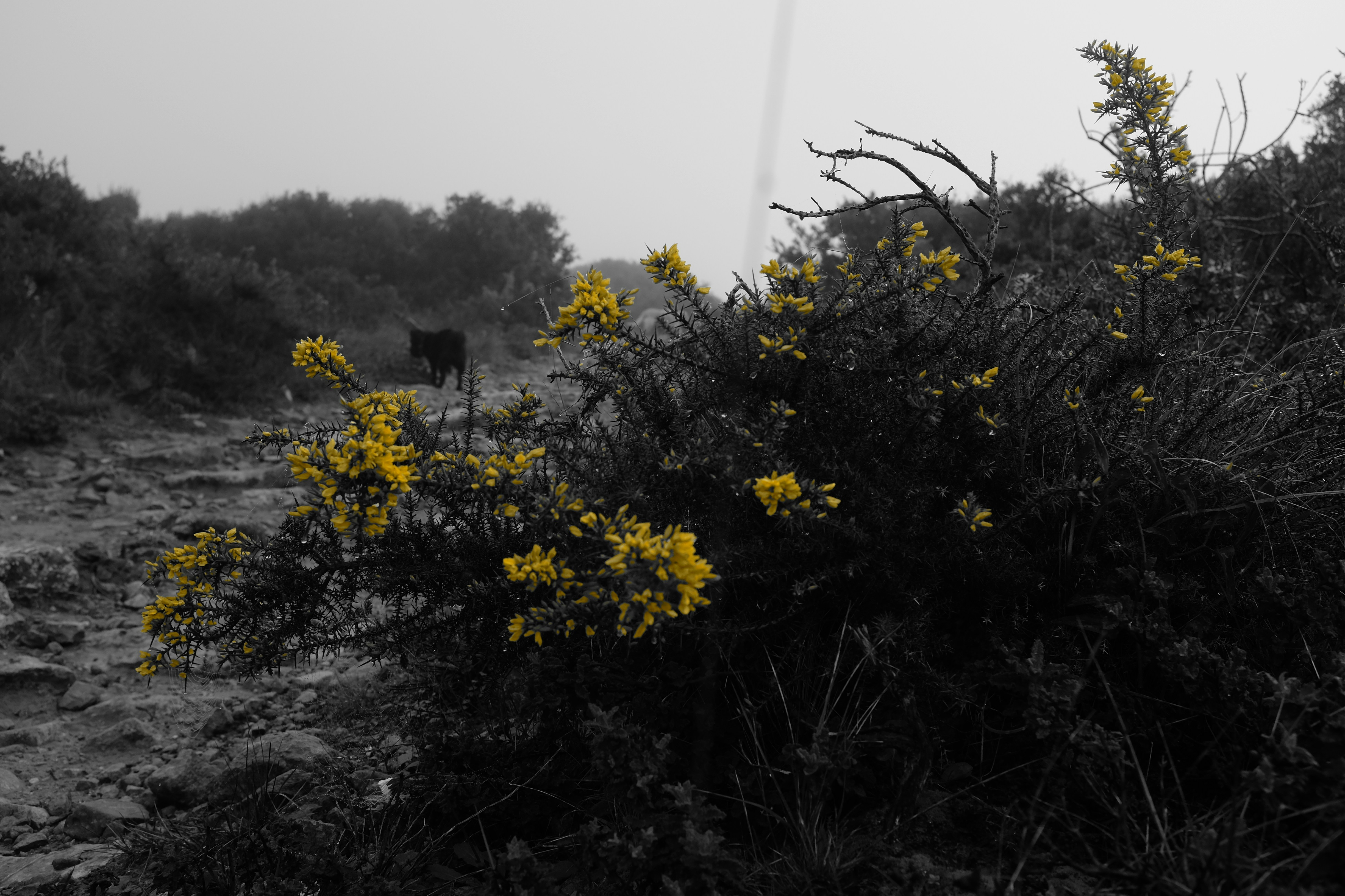 Selective Color in a Desaturated Scrub: Yellow Blooms Amid Gray Landscape