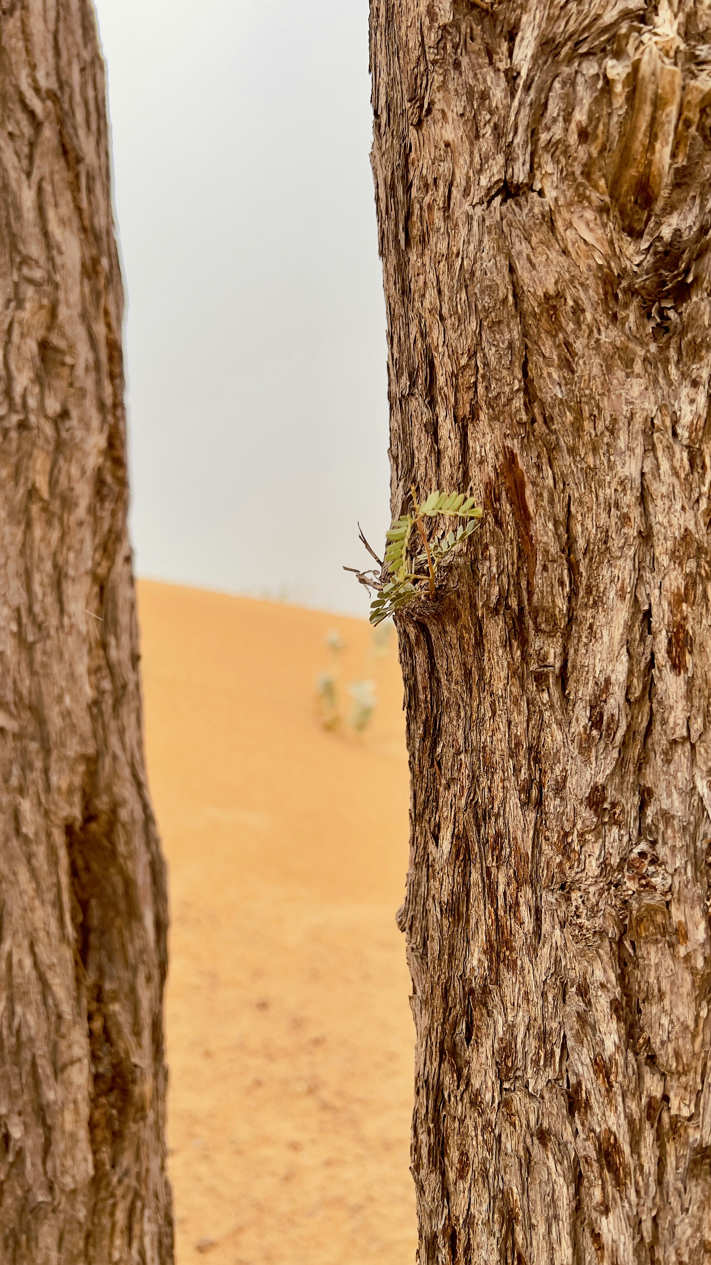 a tree trunk with a small plant growing out of it