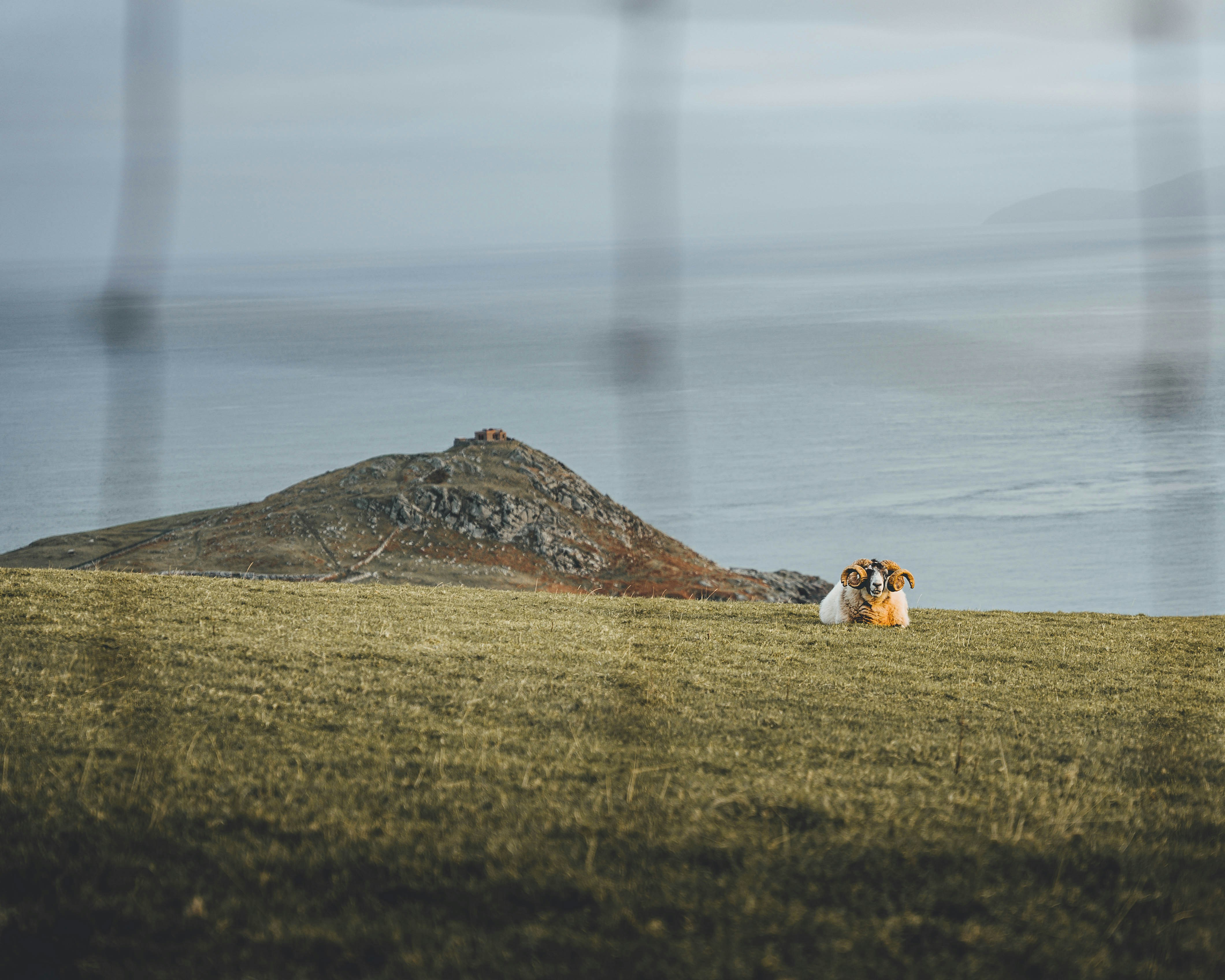 Duo on the Promontory: Quiet Companions by the Sea