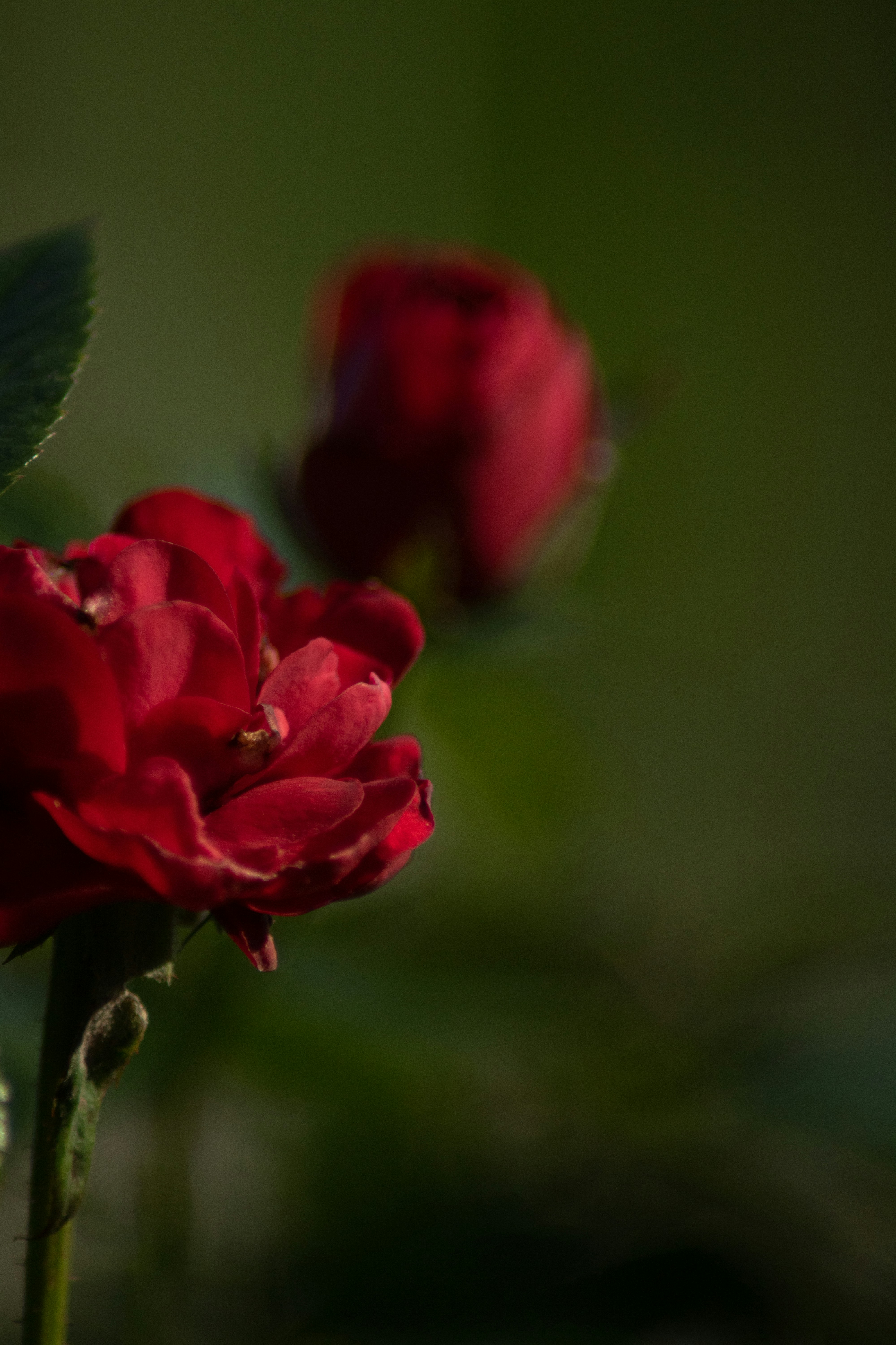 Two vibrant red roses softly illuminated against a blurred green background, showcasing their delicate petals and lush foliage.