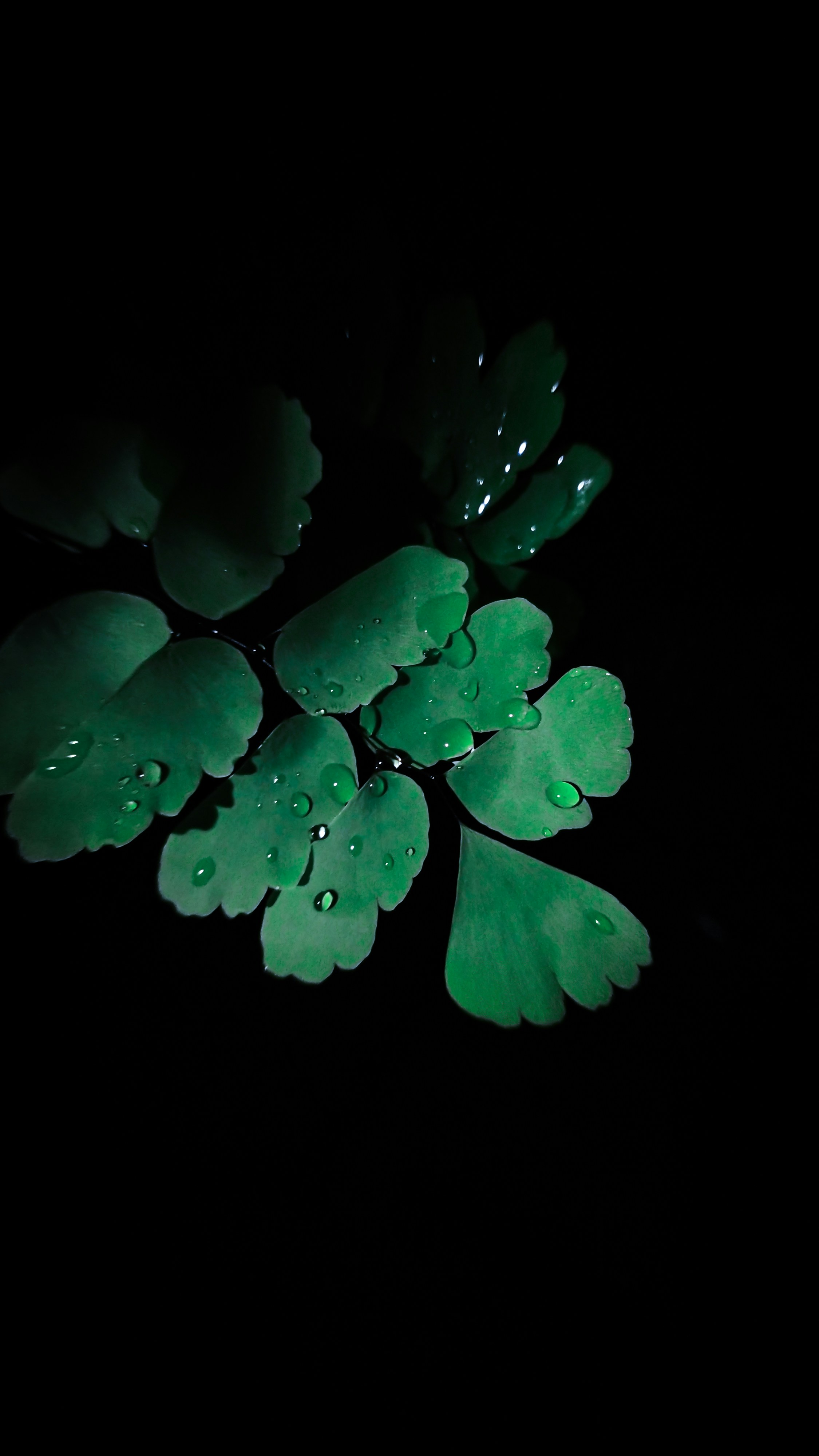 a bunch of green leaves with water droplets on them