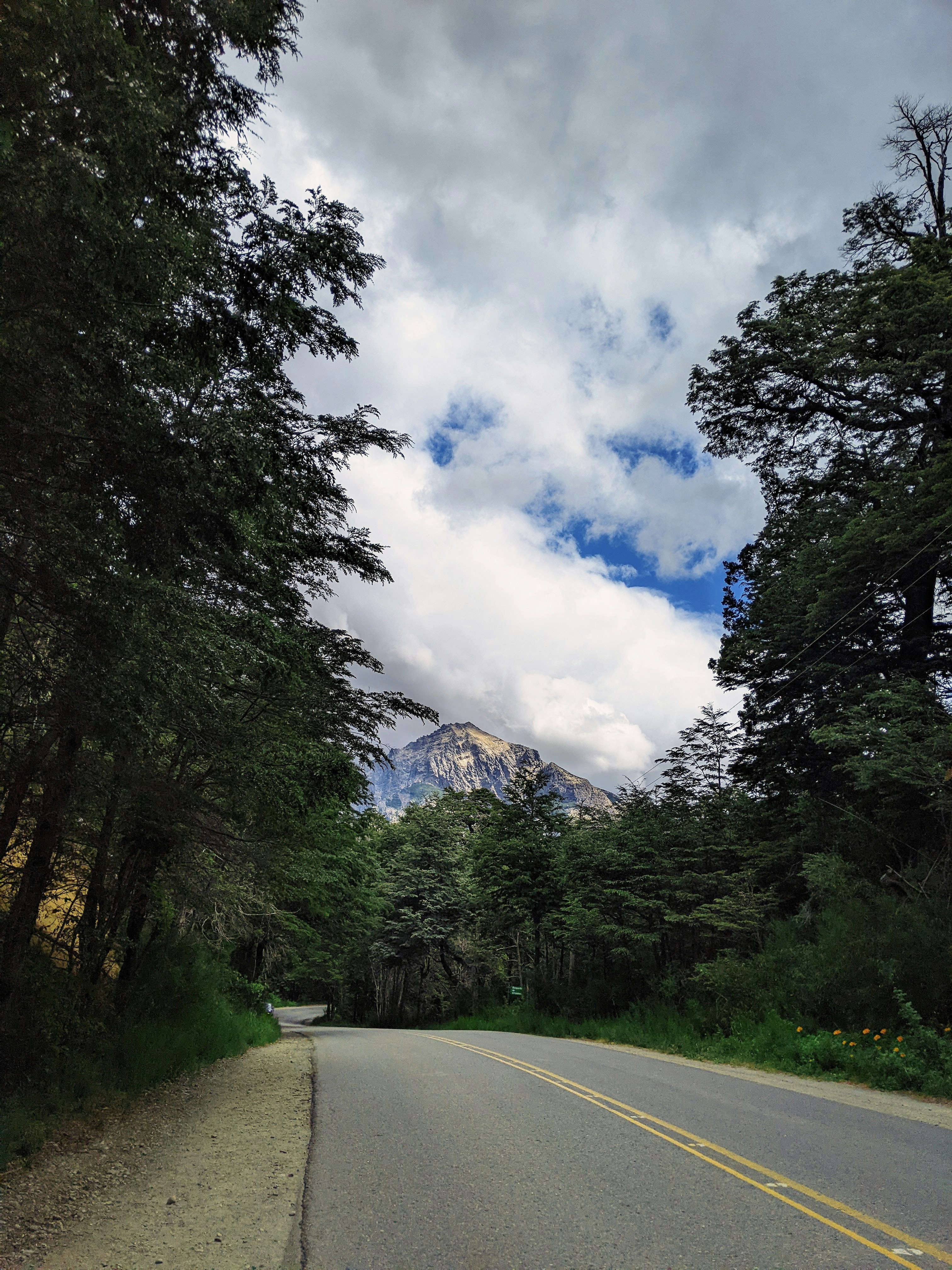 Mountain Road Framed by Green Canopies