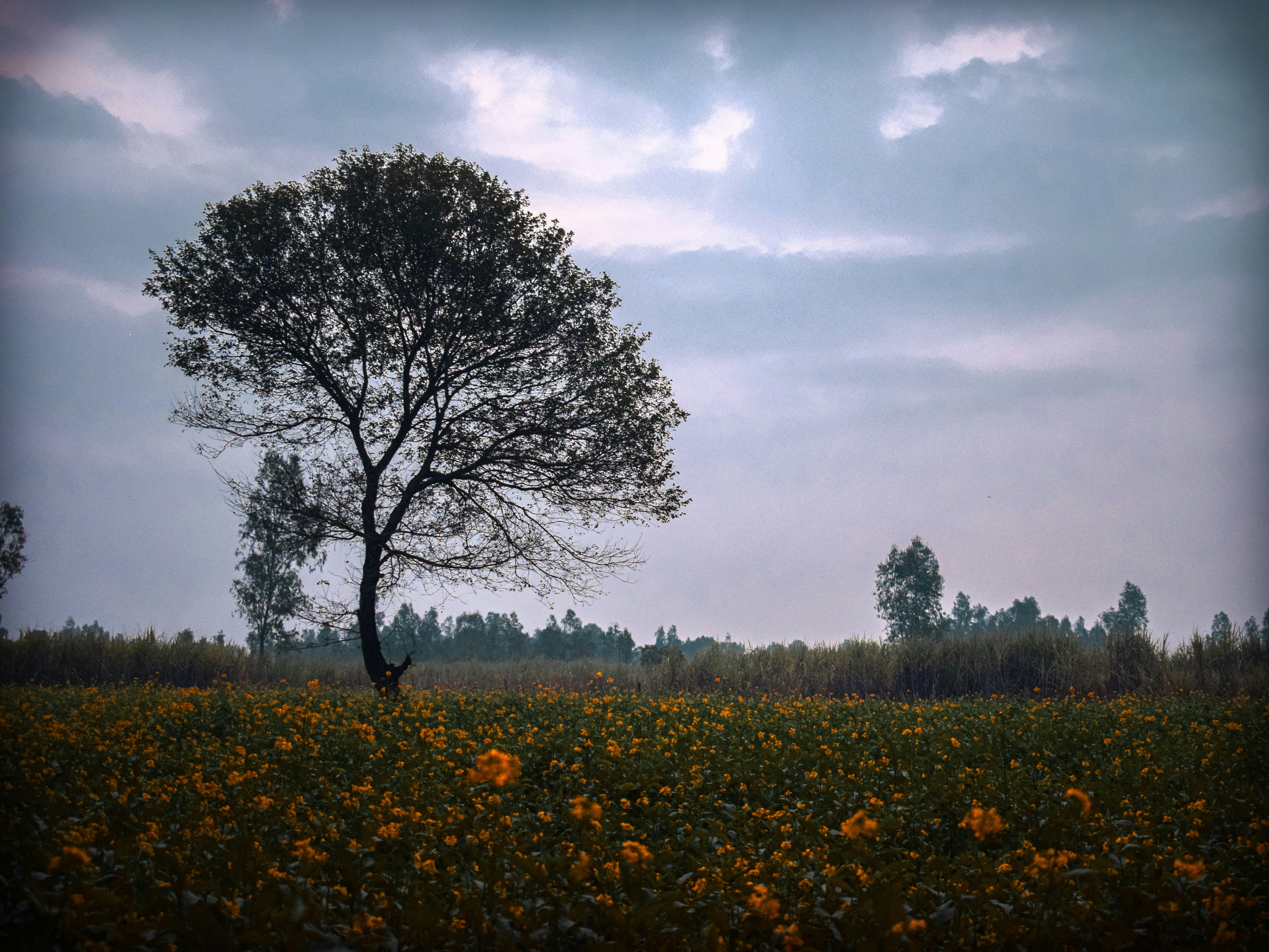 Field of Echoes: A Lone Tree Among Spring Daze