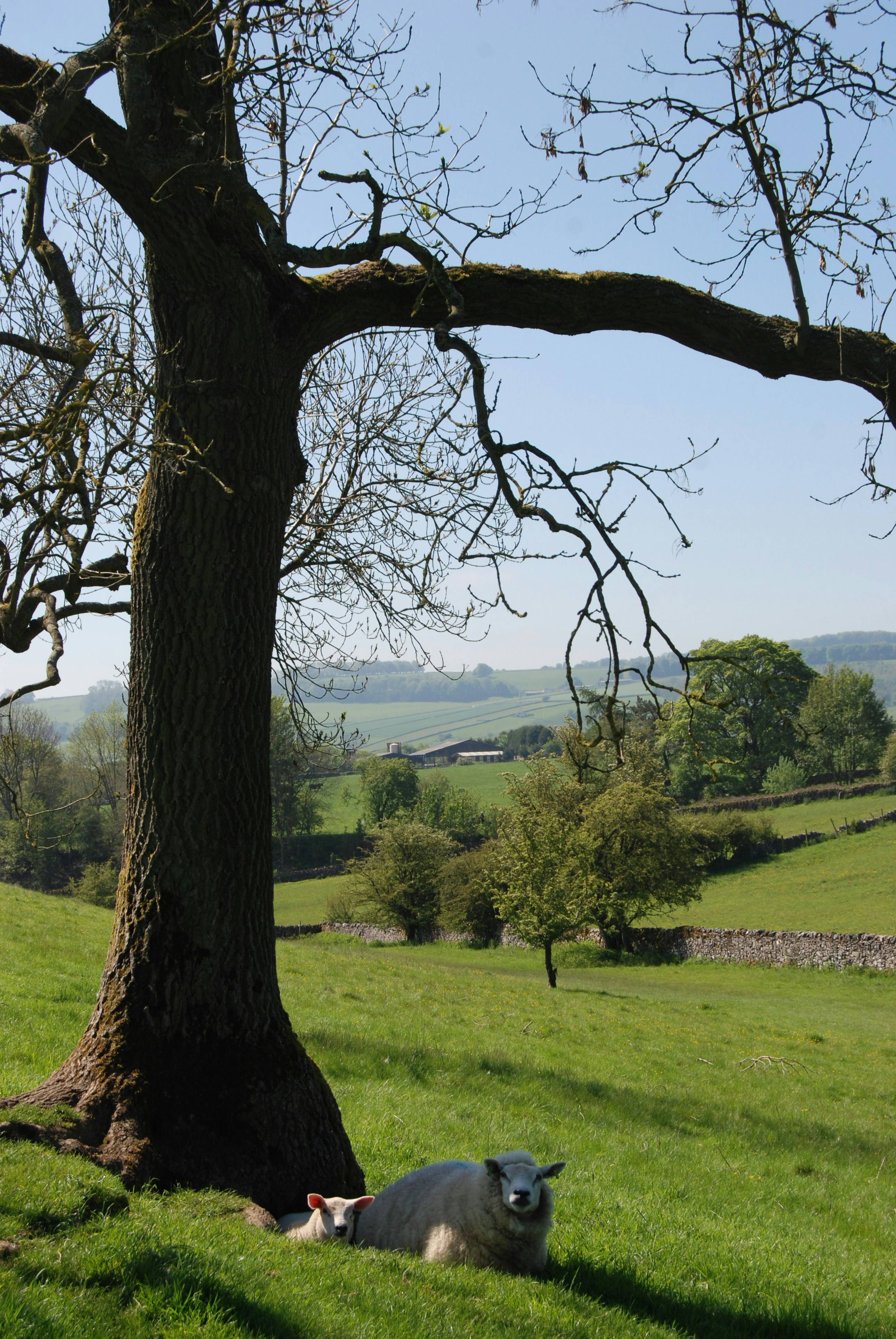 Un mouton pondant sous un arbre dans un champ photo – Photo Dovedale ...