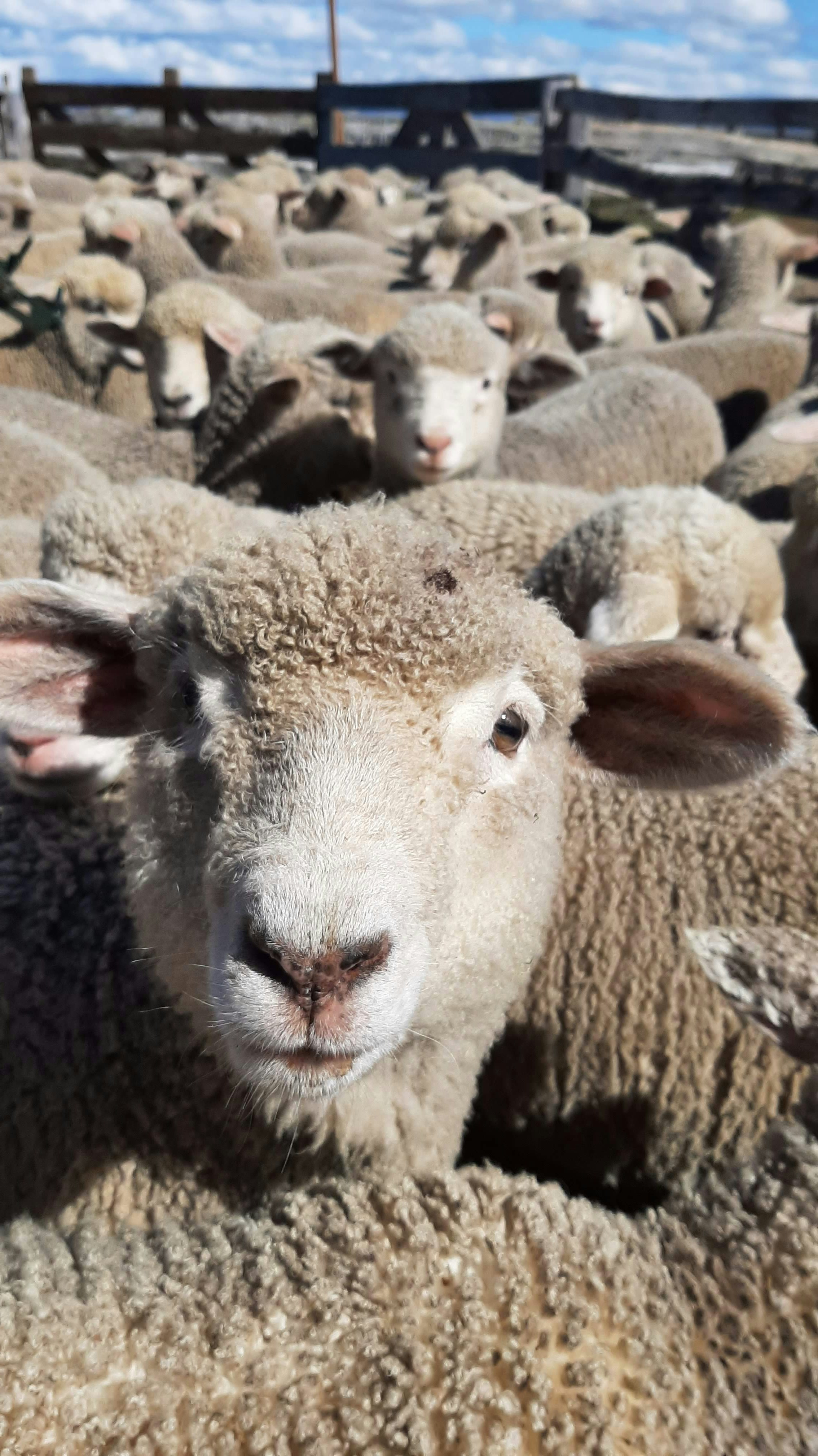 Close-up of a sheep's face surrounded by its flock, showcasing its inquisitive expression against a backdrop of woolly companions.