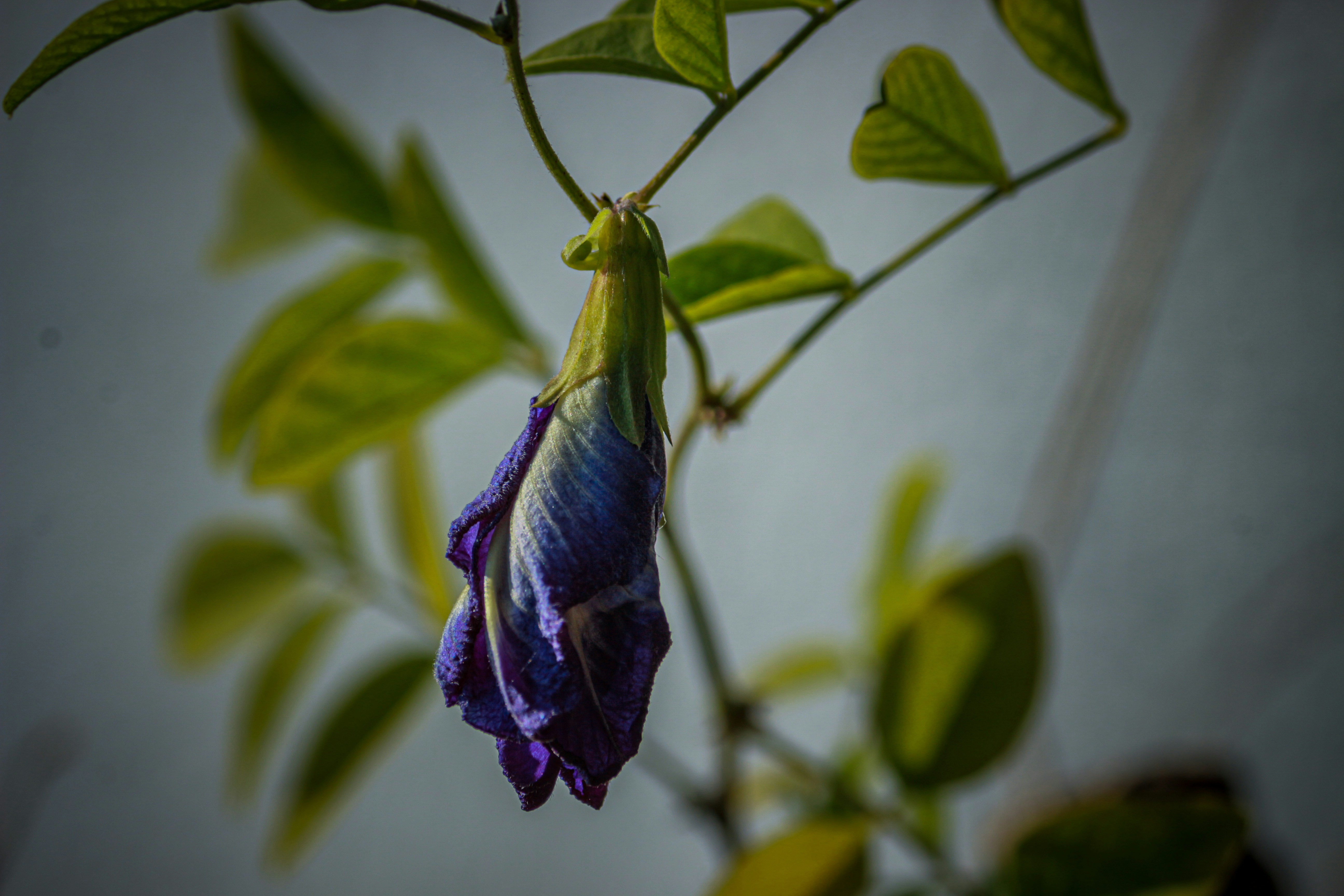 Purple Bud in Focus: A Delicate Bloom against a Blurred Backdrop