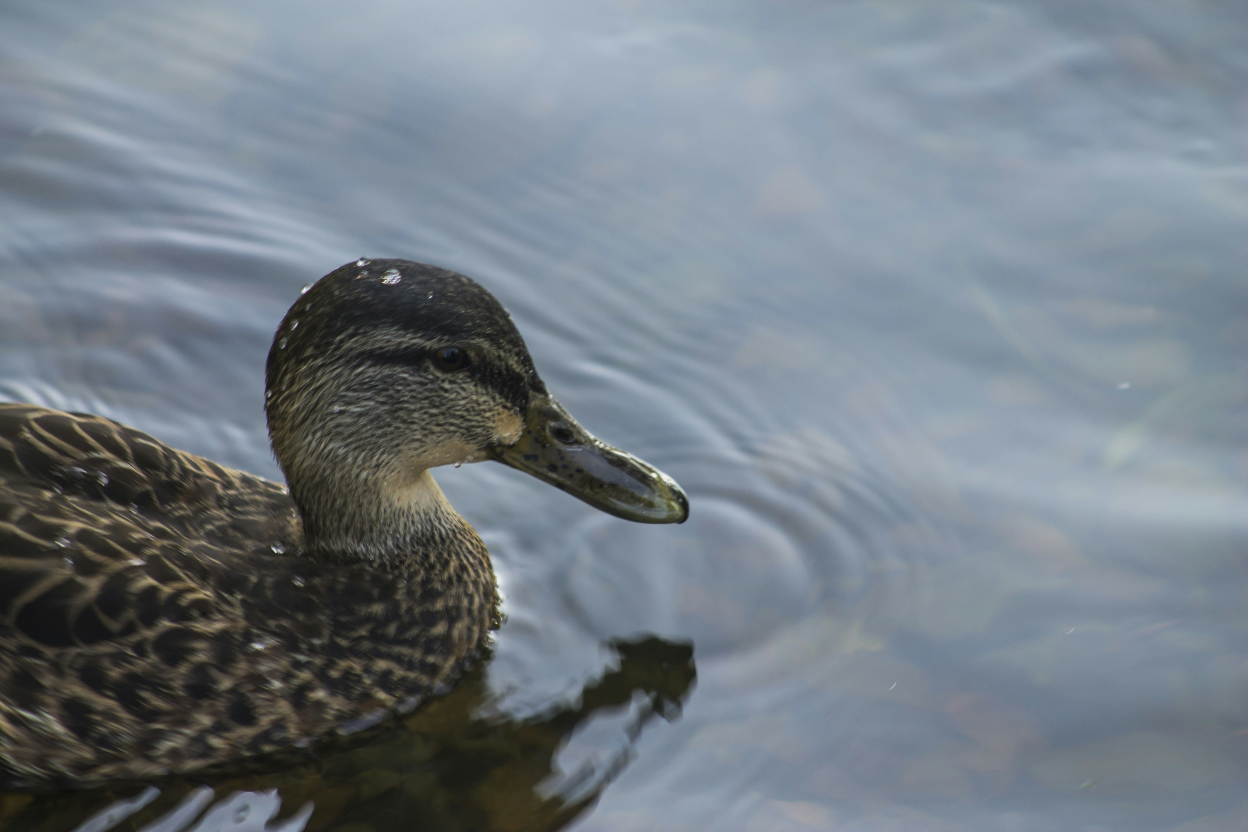 A mallard duck glides gracefully across the tranquil water, showcasing its intricate feather patterns and serene demeanor.