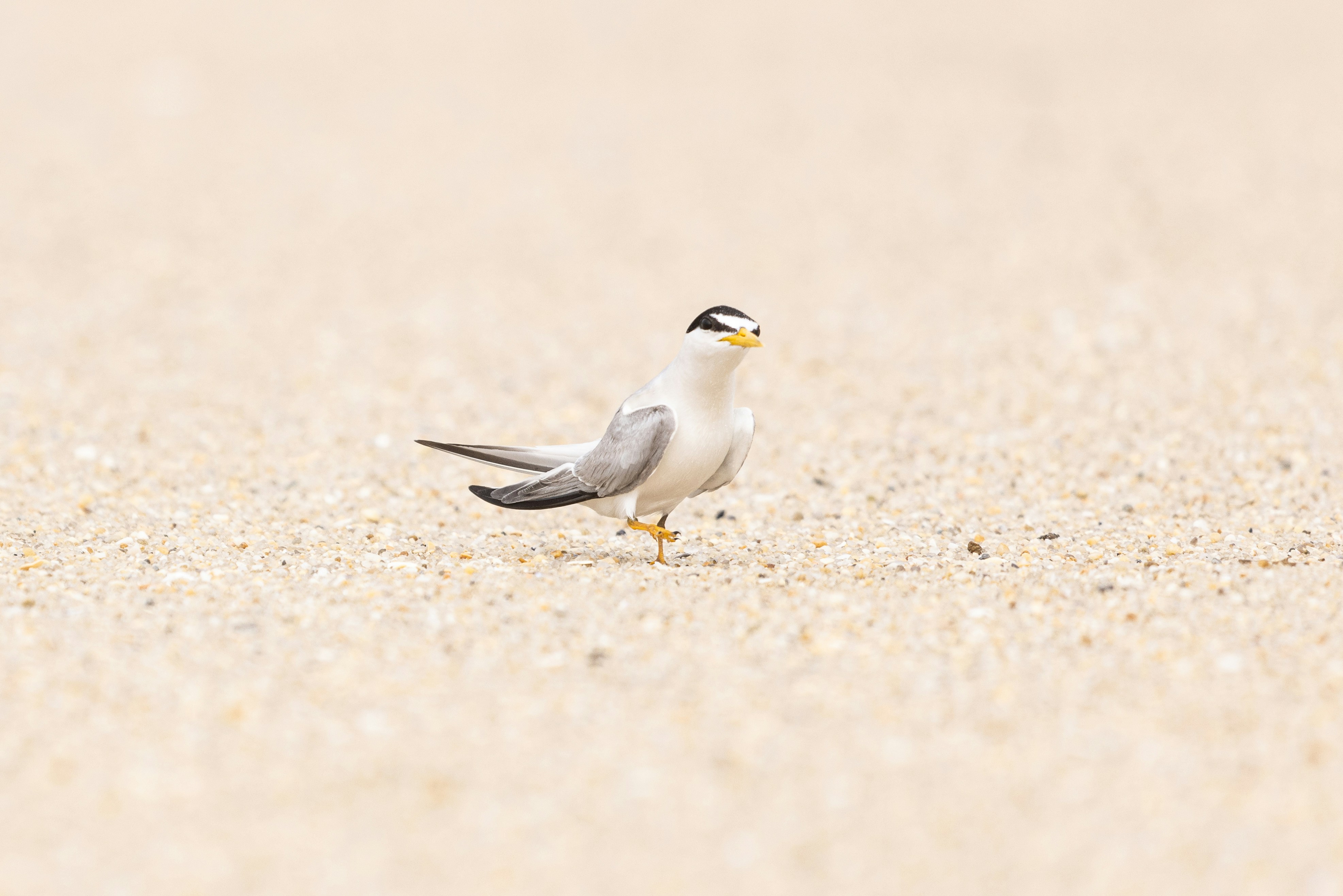 Cool guy. Least tern on a beach.