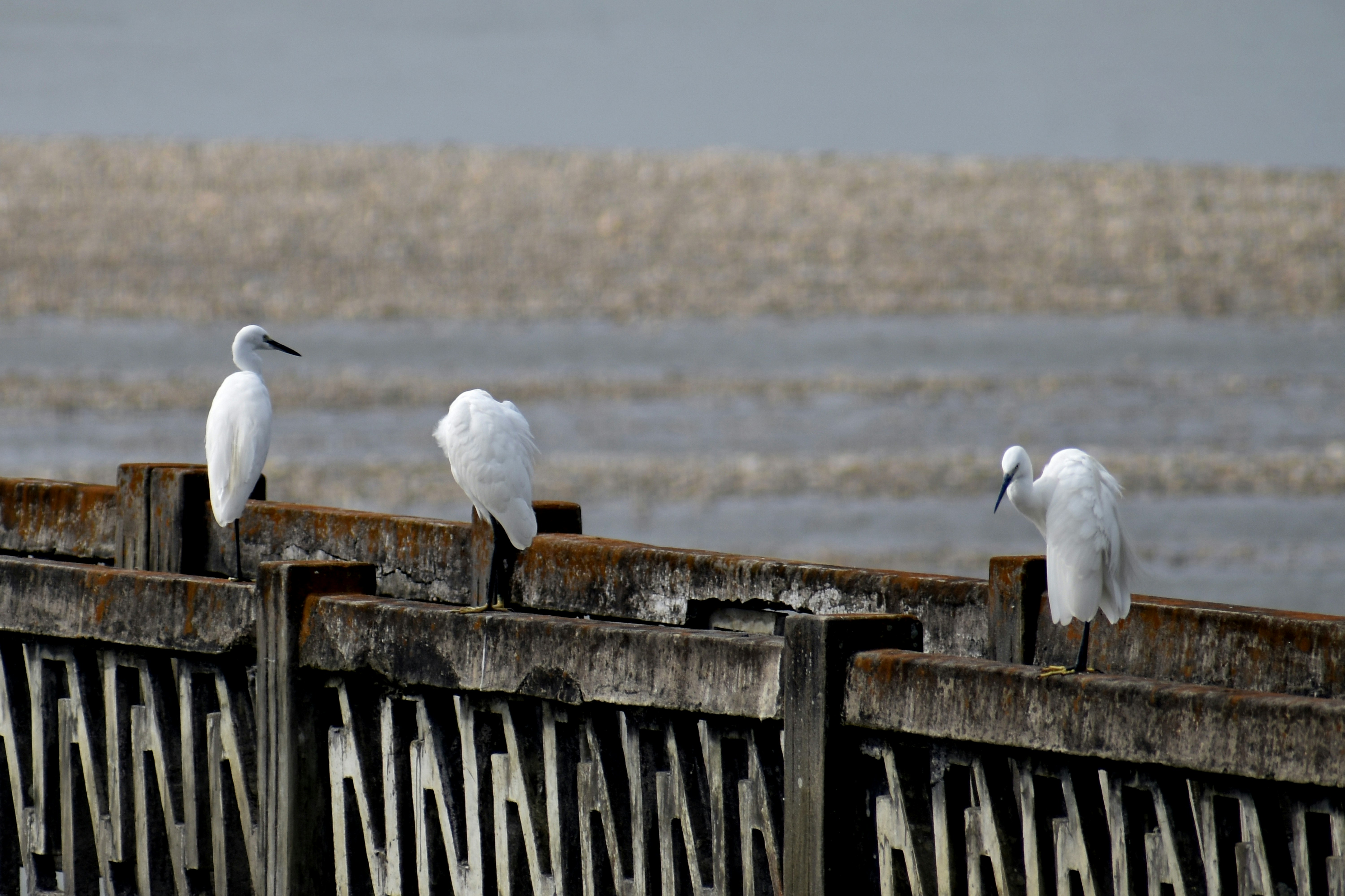 Three Silent Egrets Perched Along a Weathered Dike