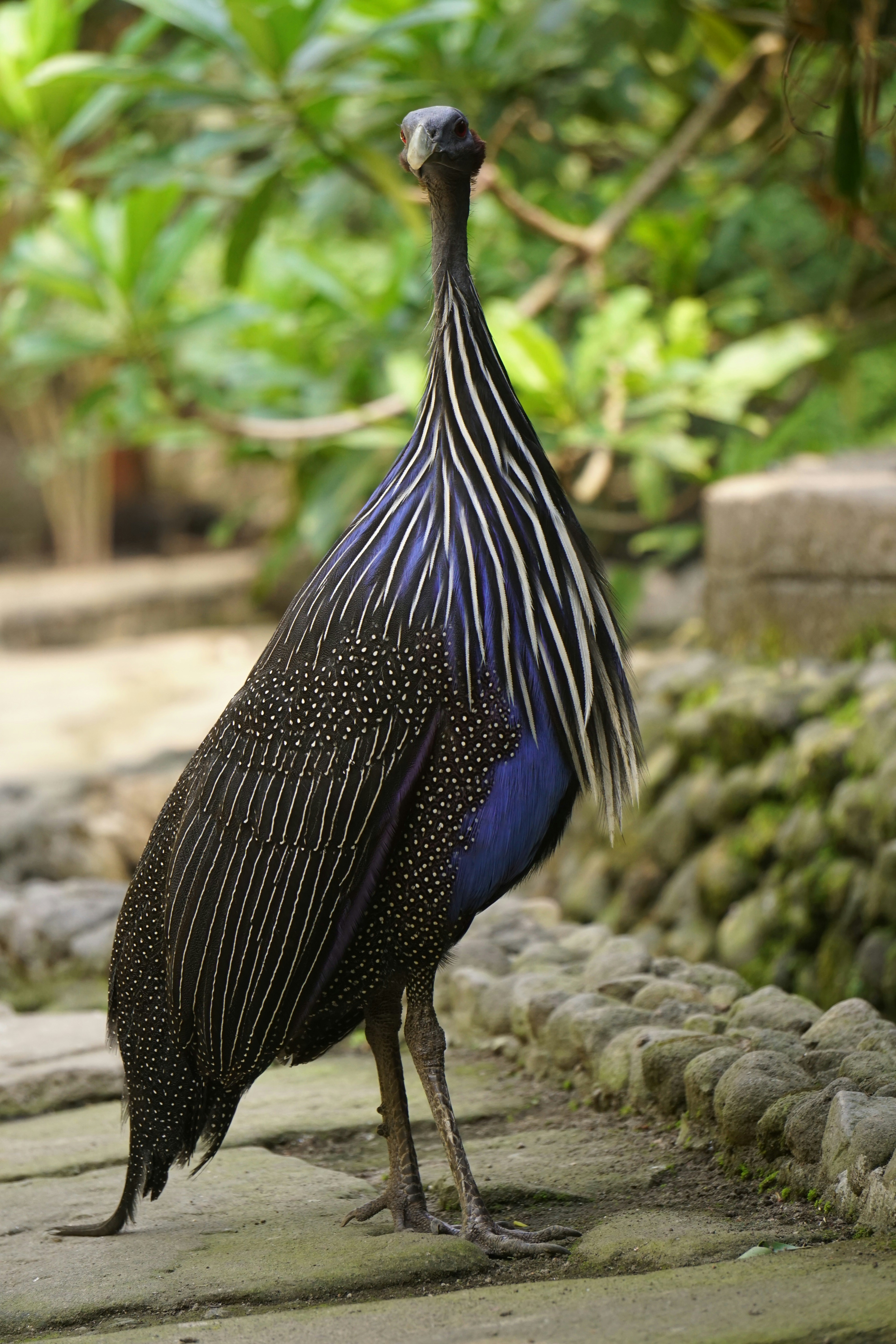 Pavo is one of the two genera of peacocks.
